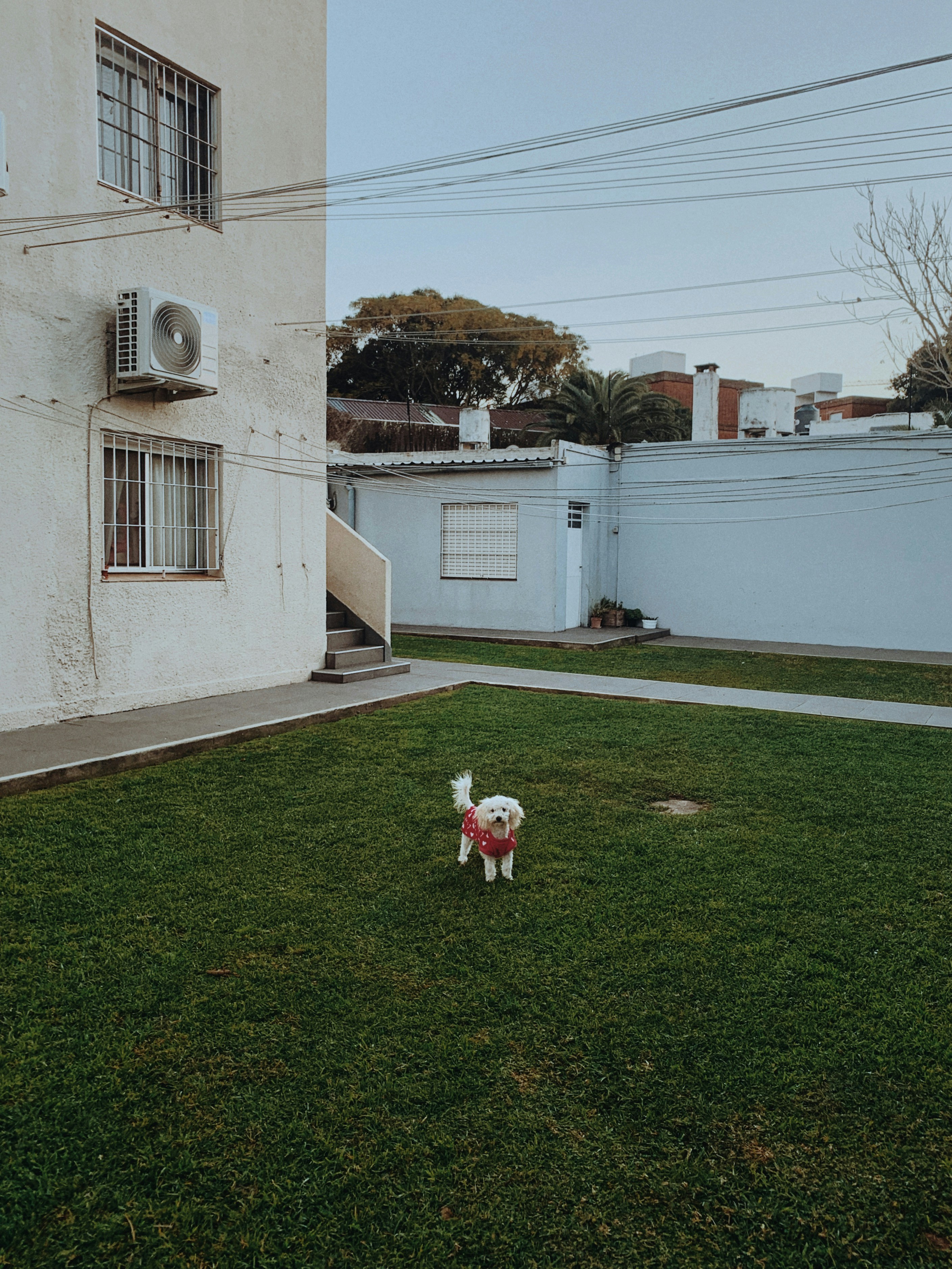 a small white dog standing on top of a lush green field