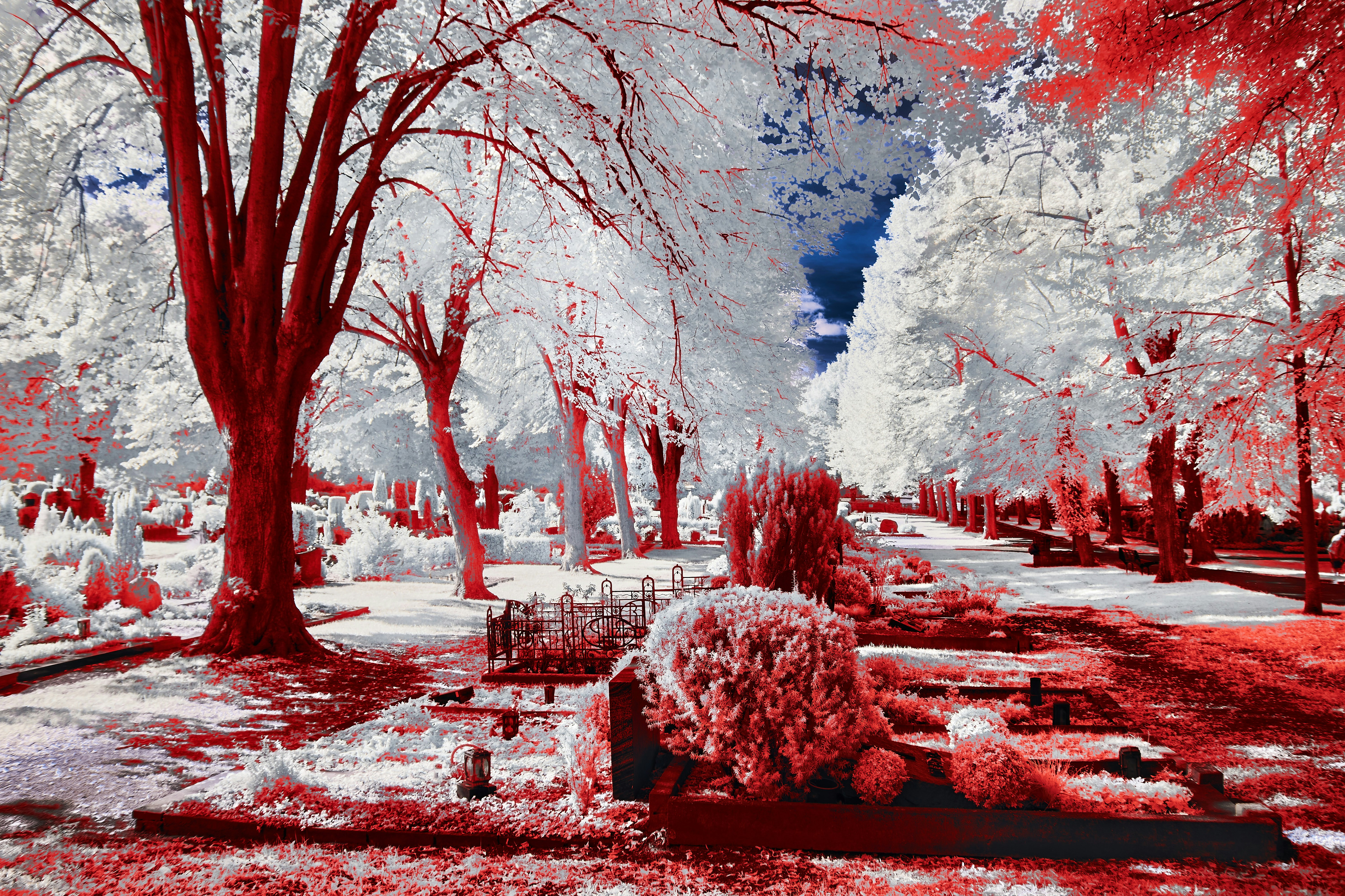 Infrared Pictures | Download Free Images on Unsplash