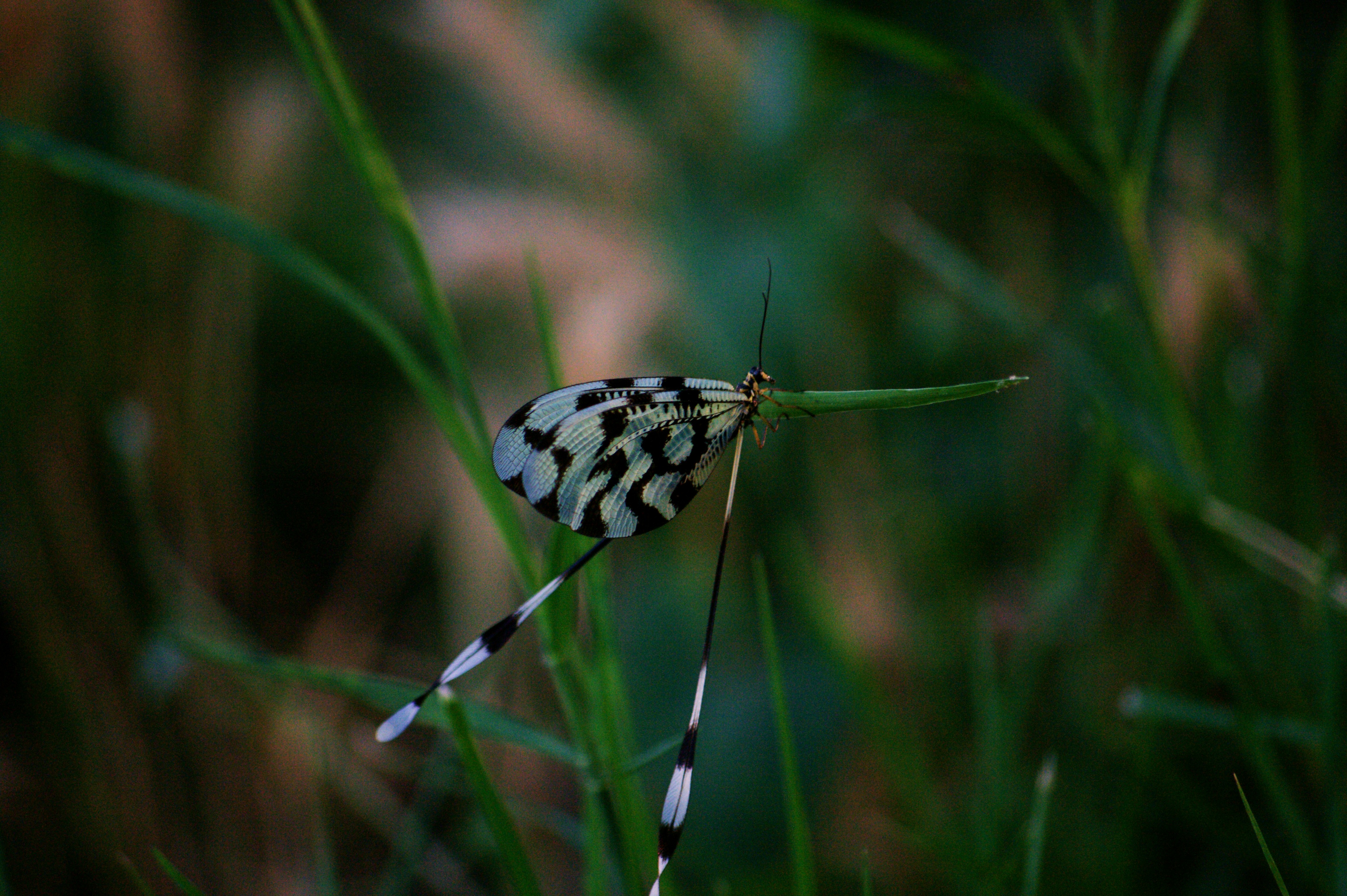 A black and white striped insect sitting on a blade of grass photo ...