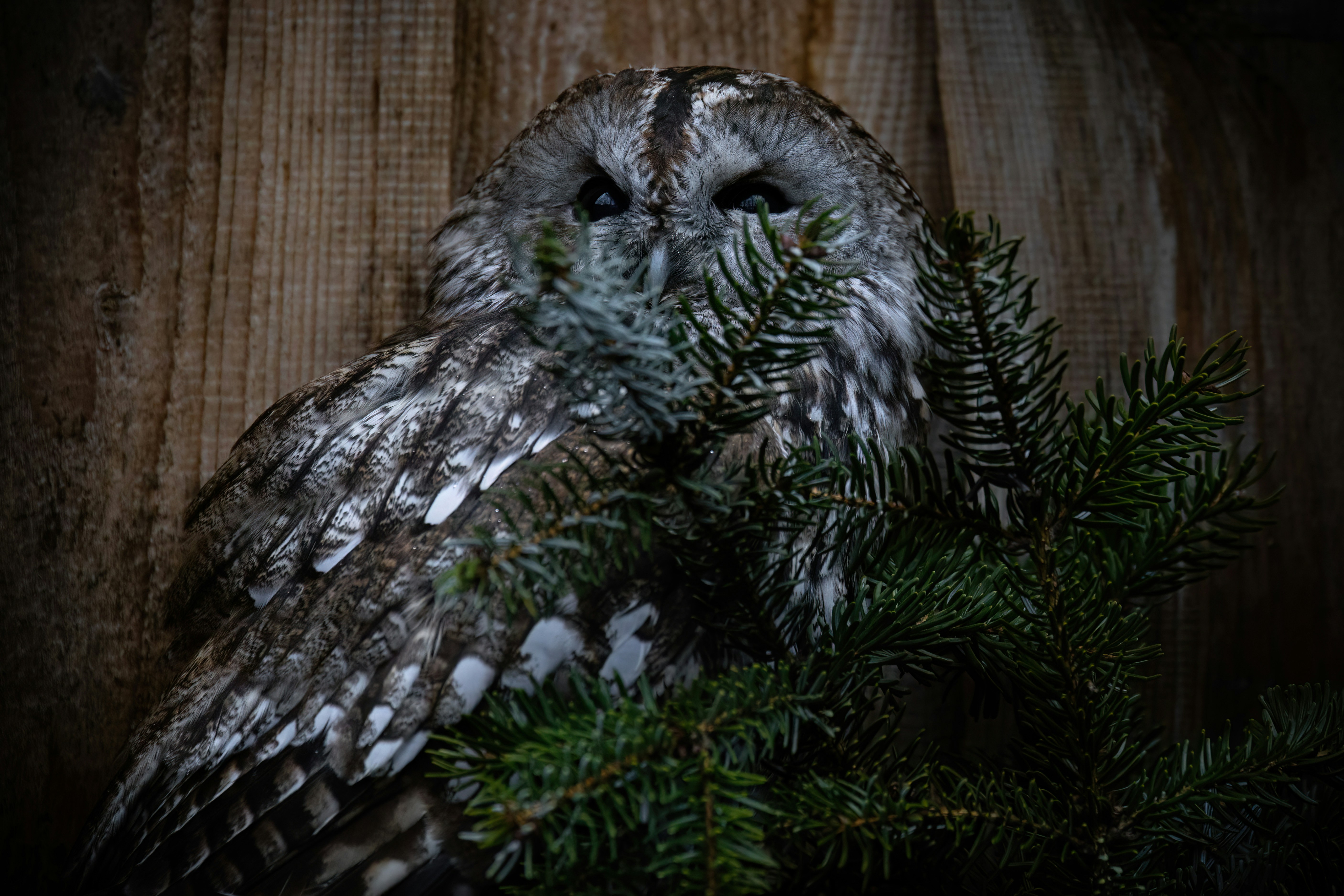 Hidden in the Pines: Silent Owl Amid Dark Foliage