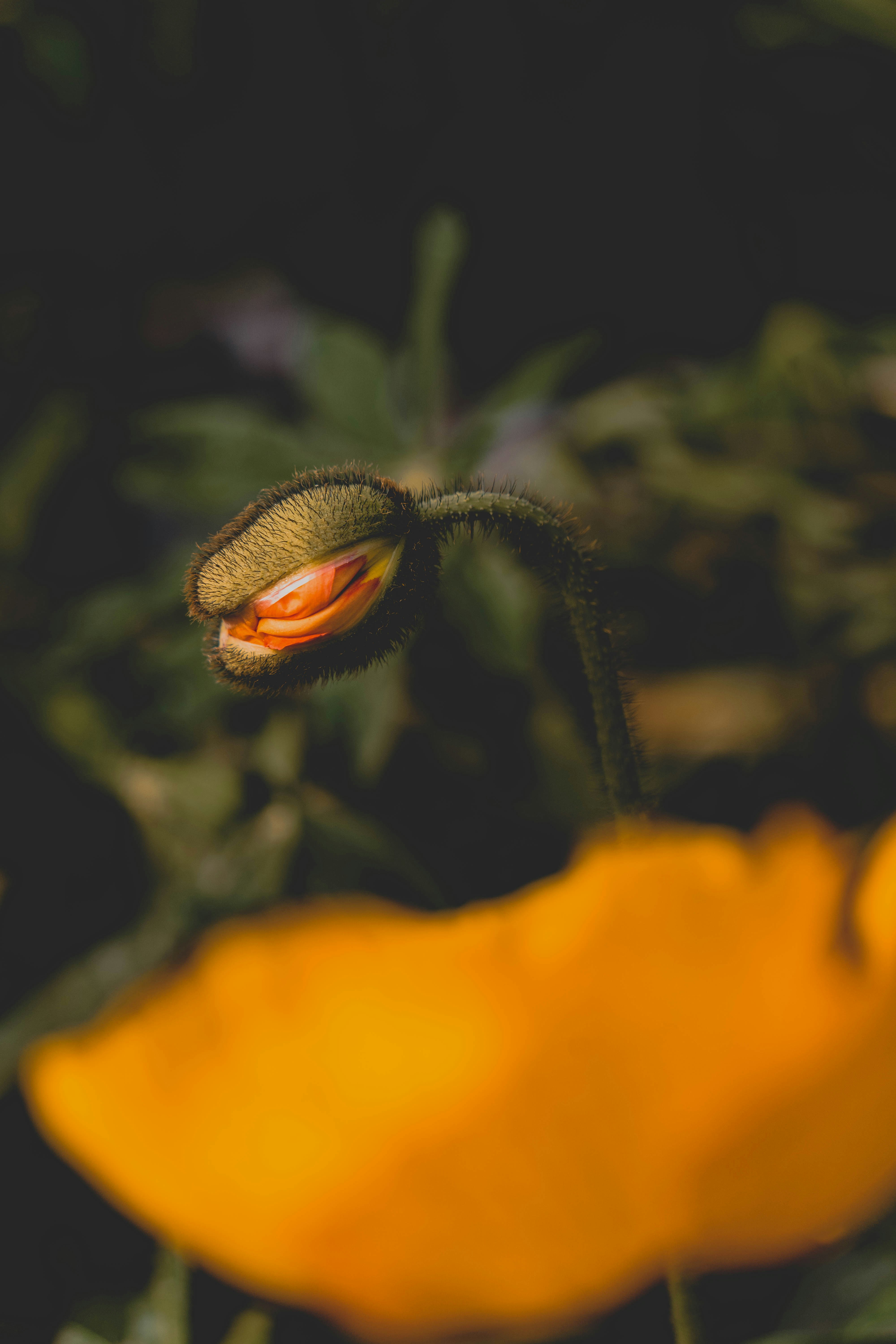 a close up of a flower with a blurry background
