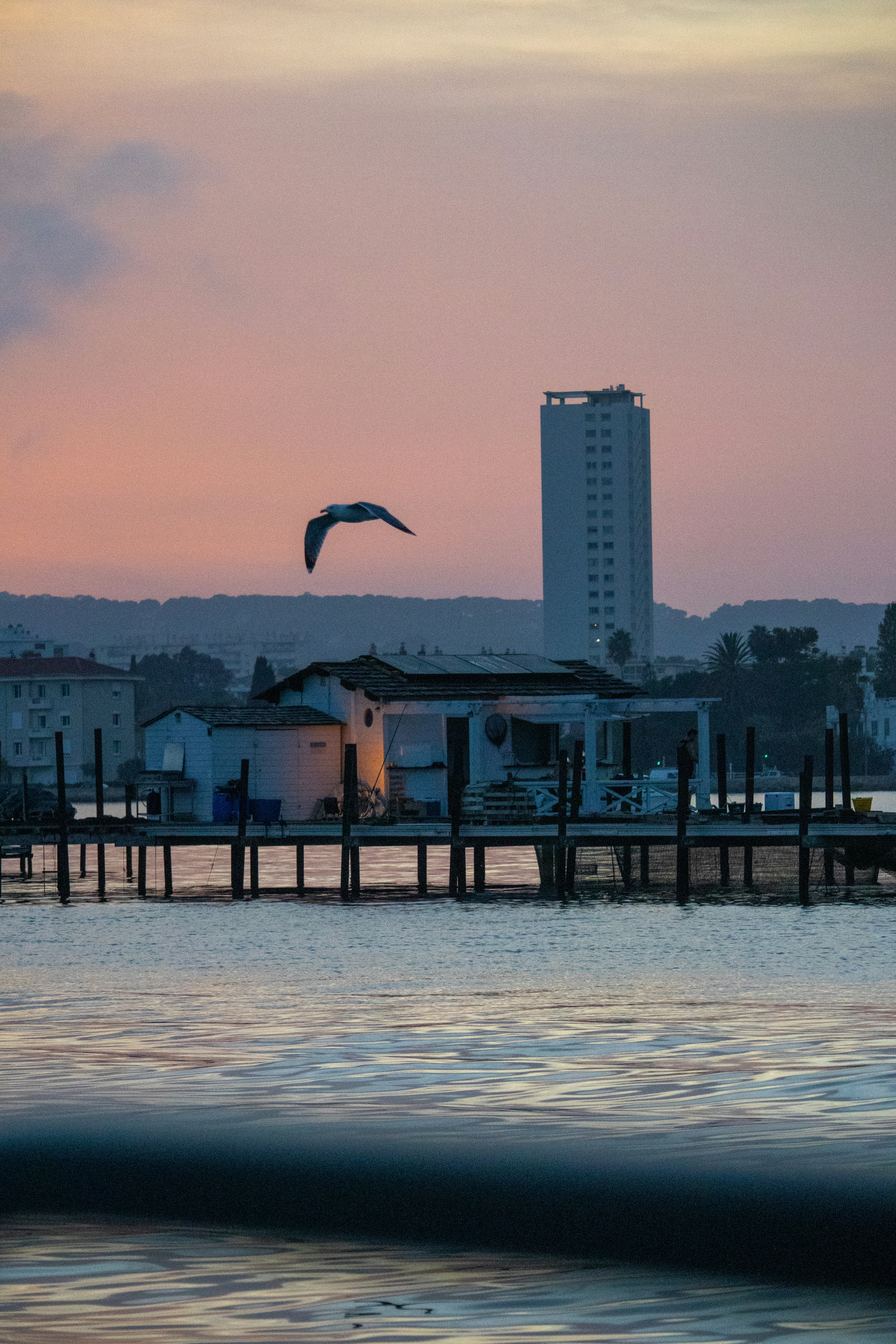 Dusk Over the Pier: A Seagull Casts a Silent Arc Before the City