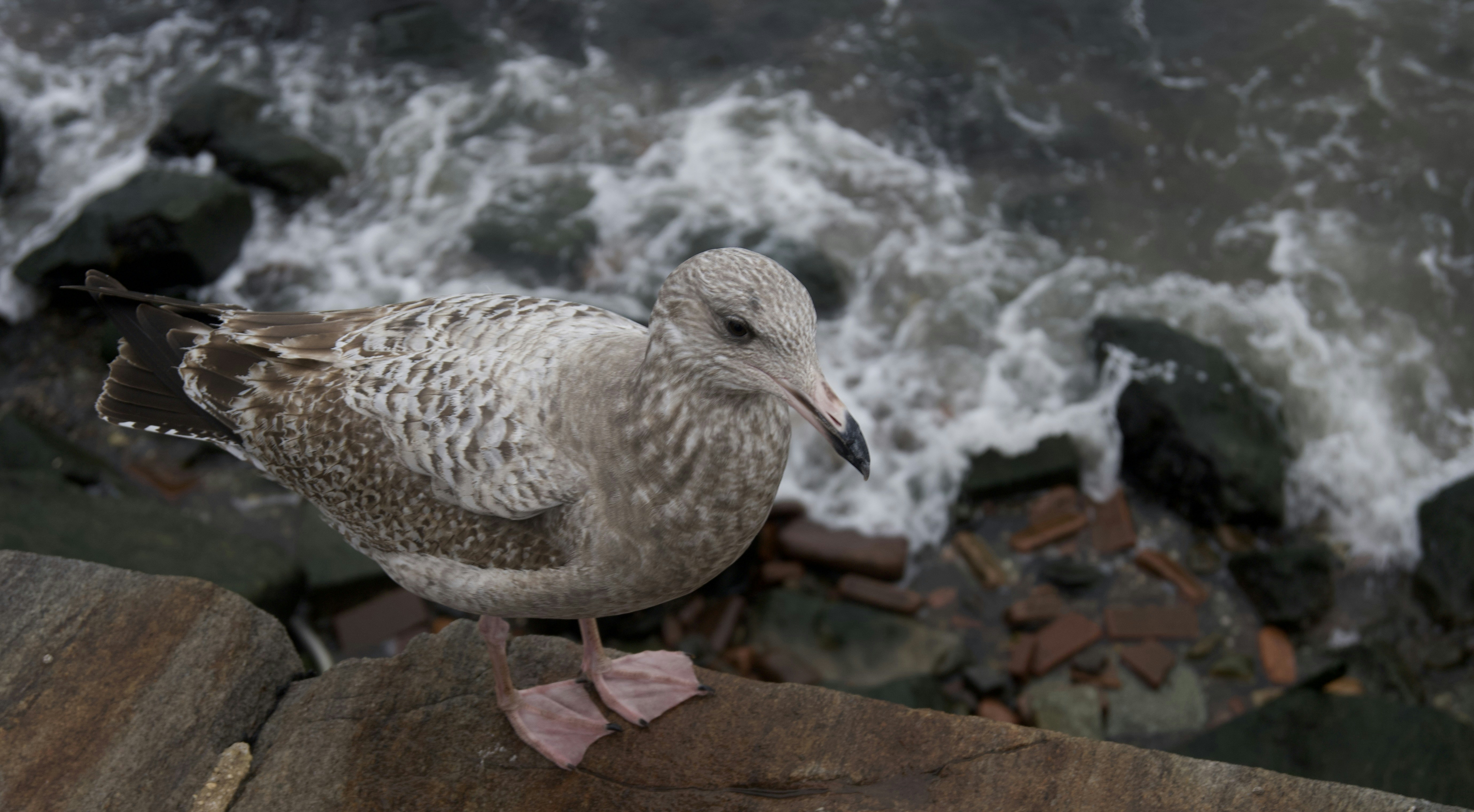 Sea-Rock Stroll: A Seagull on Weathered Breakwater