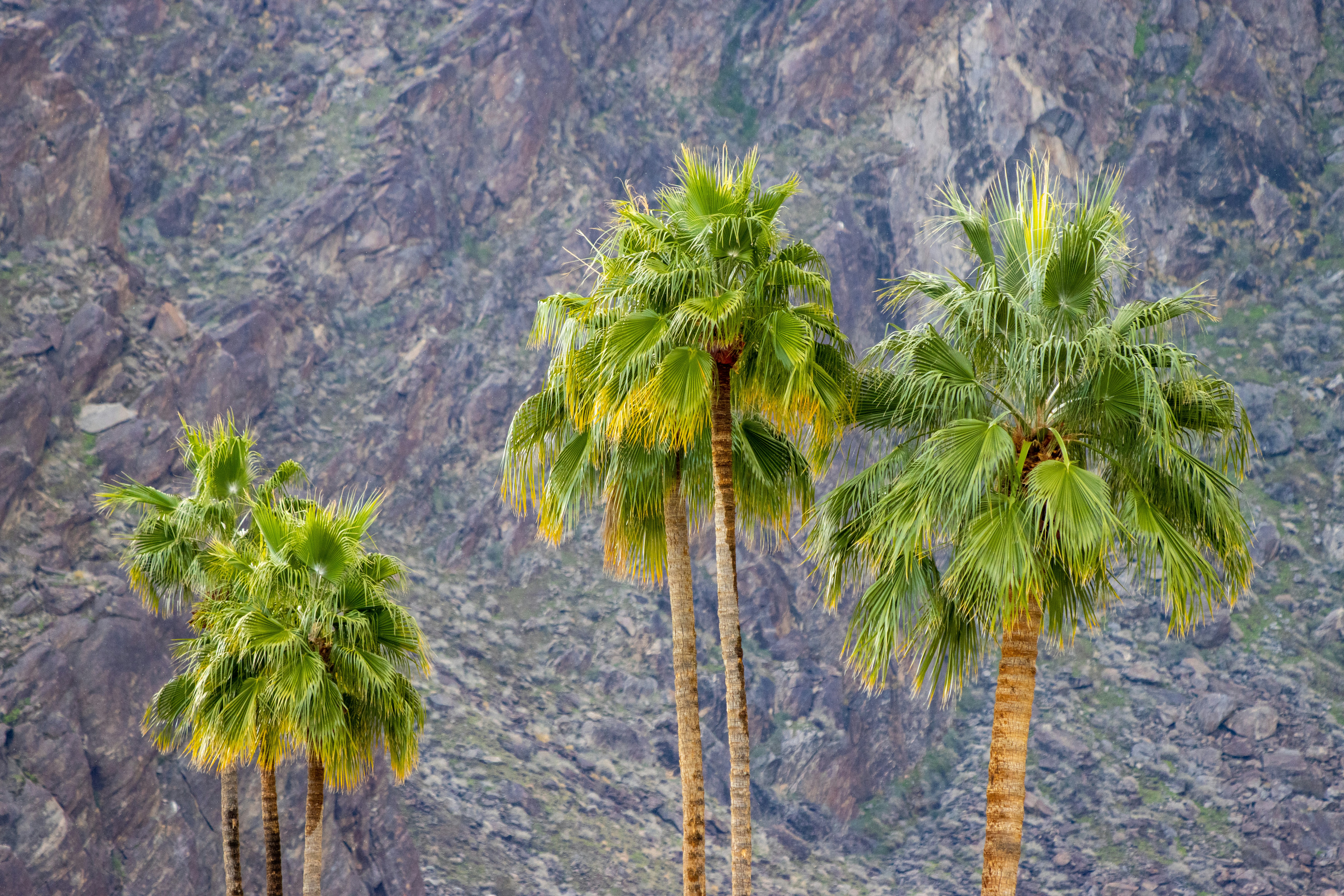 1K+ 비트 뿌리 사진 | Unsplash에서 무료 이미지 다운로드