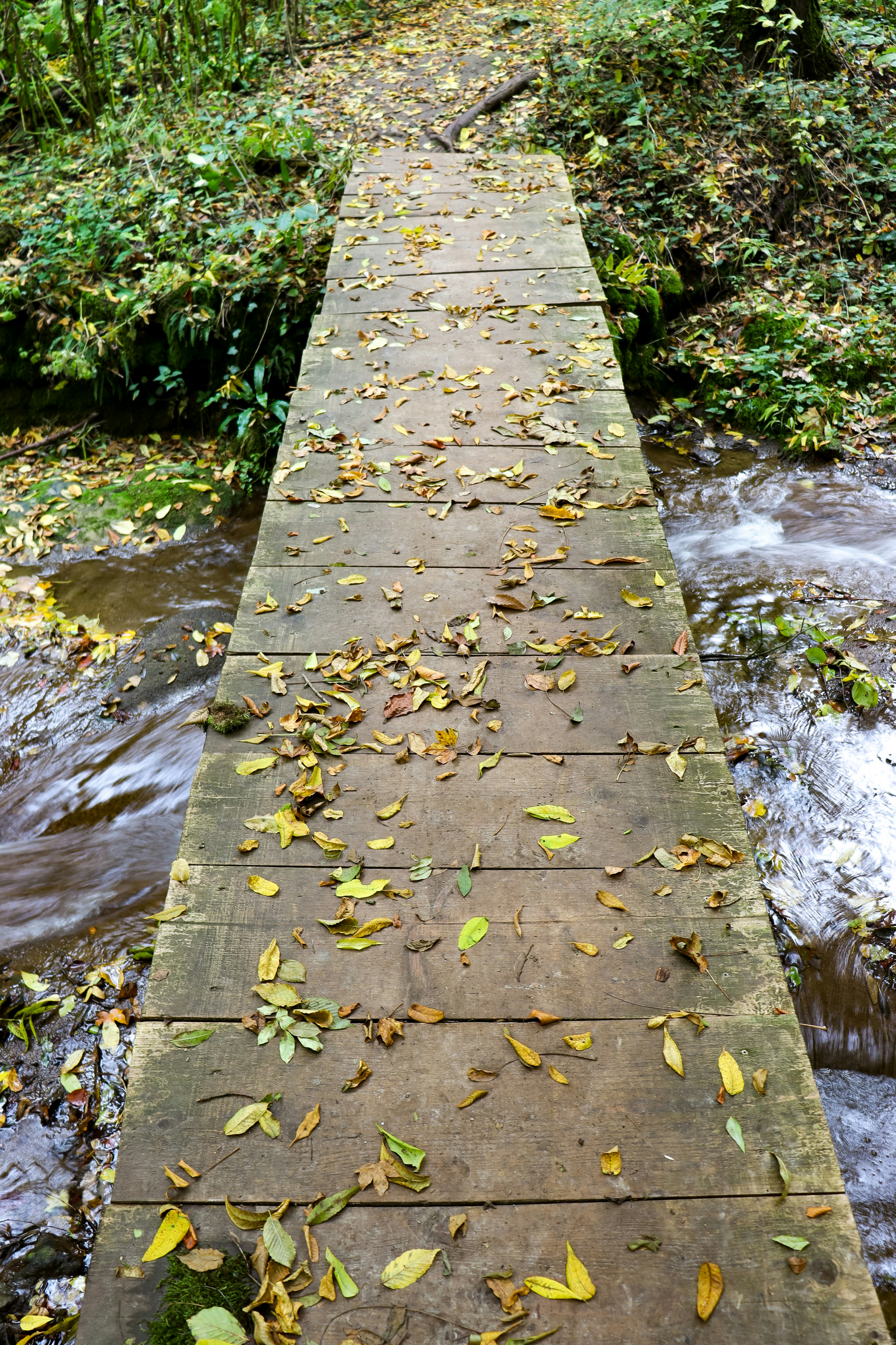 Wooden bridge adorned with fallen leaves, crossing a gentle stream in a lush forest setting.