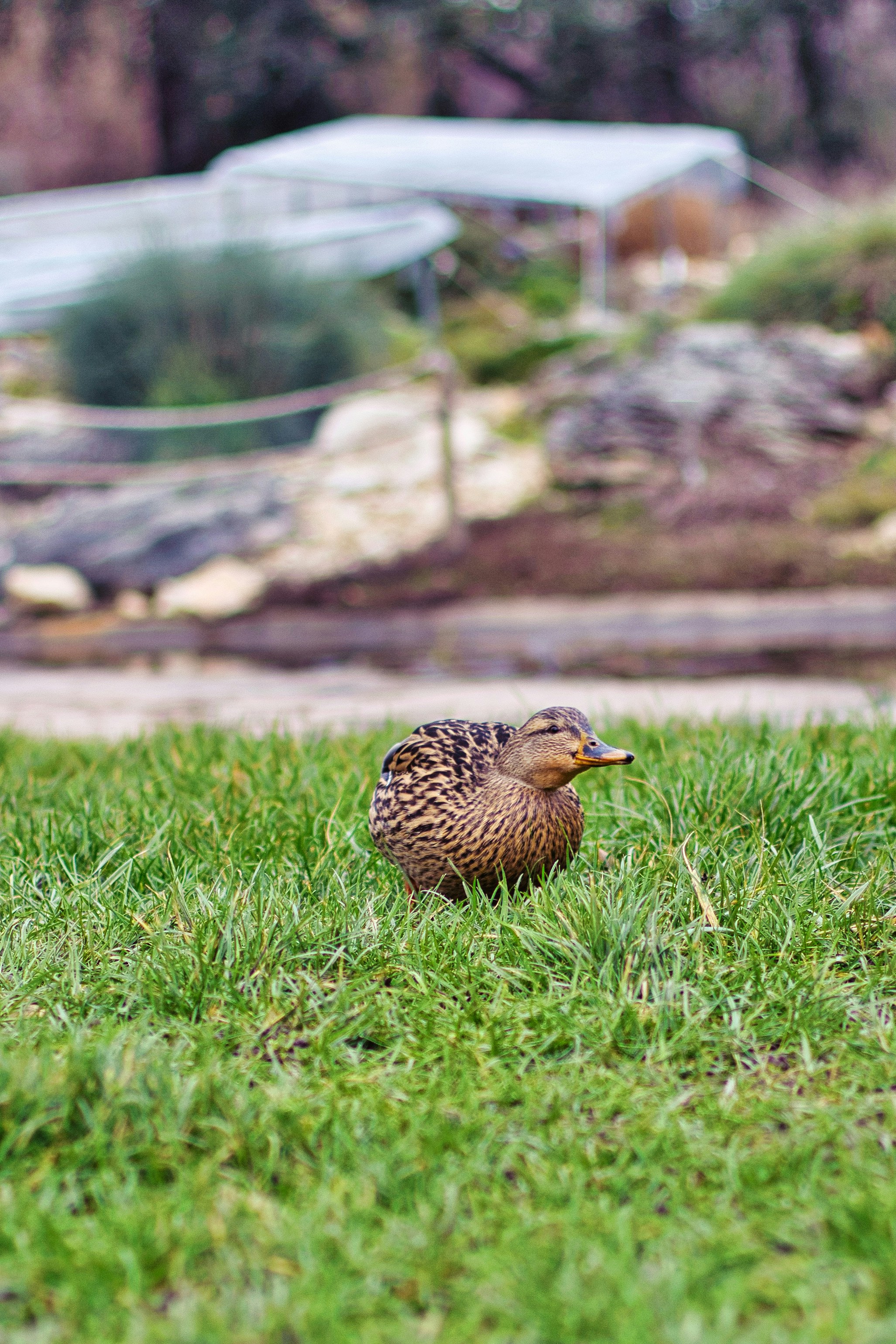 A duck is standing in the grass near a building photo – Free France ...