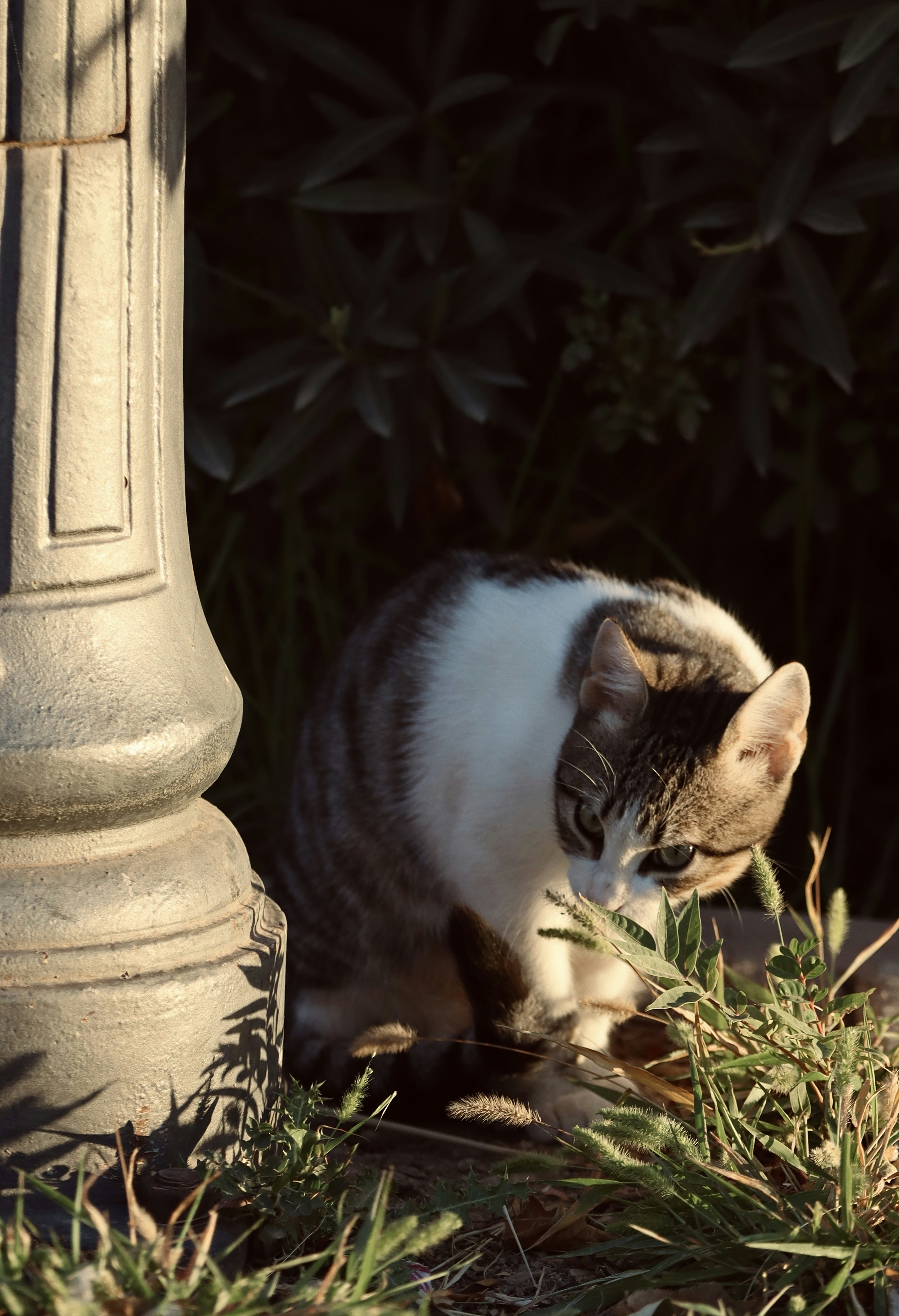 Whiskers in the Rim of Light beside a Weathered Lamp Post