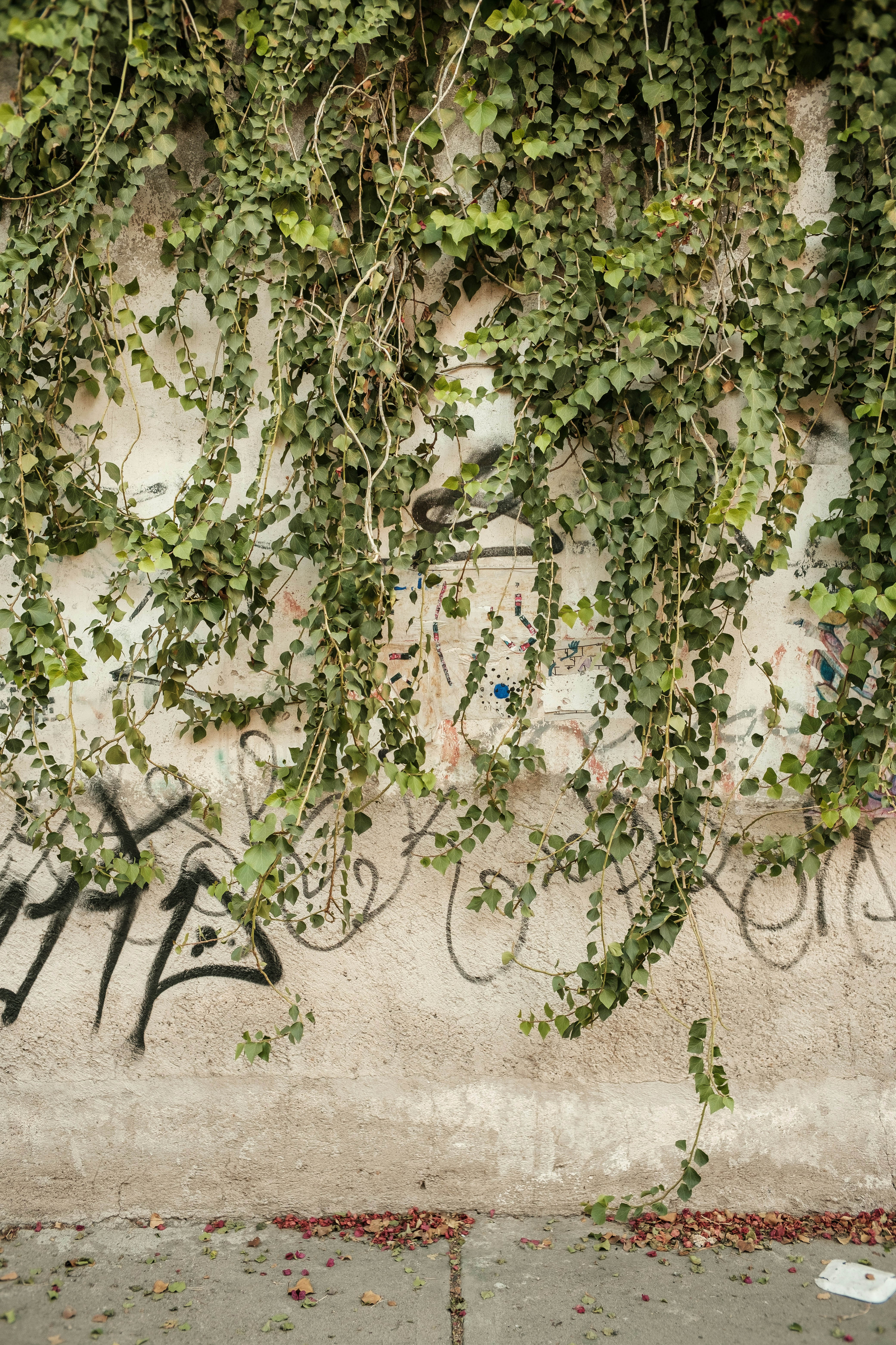 Climbing Greenery Over a Graffiti-Streaked Wall