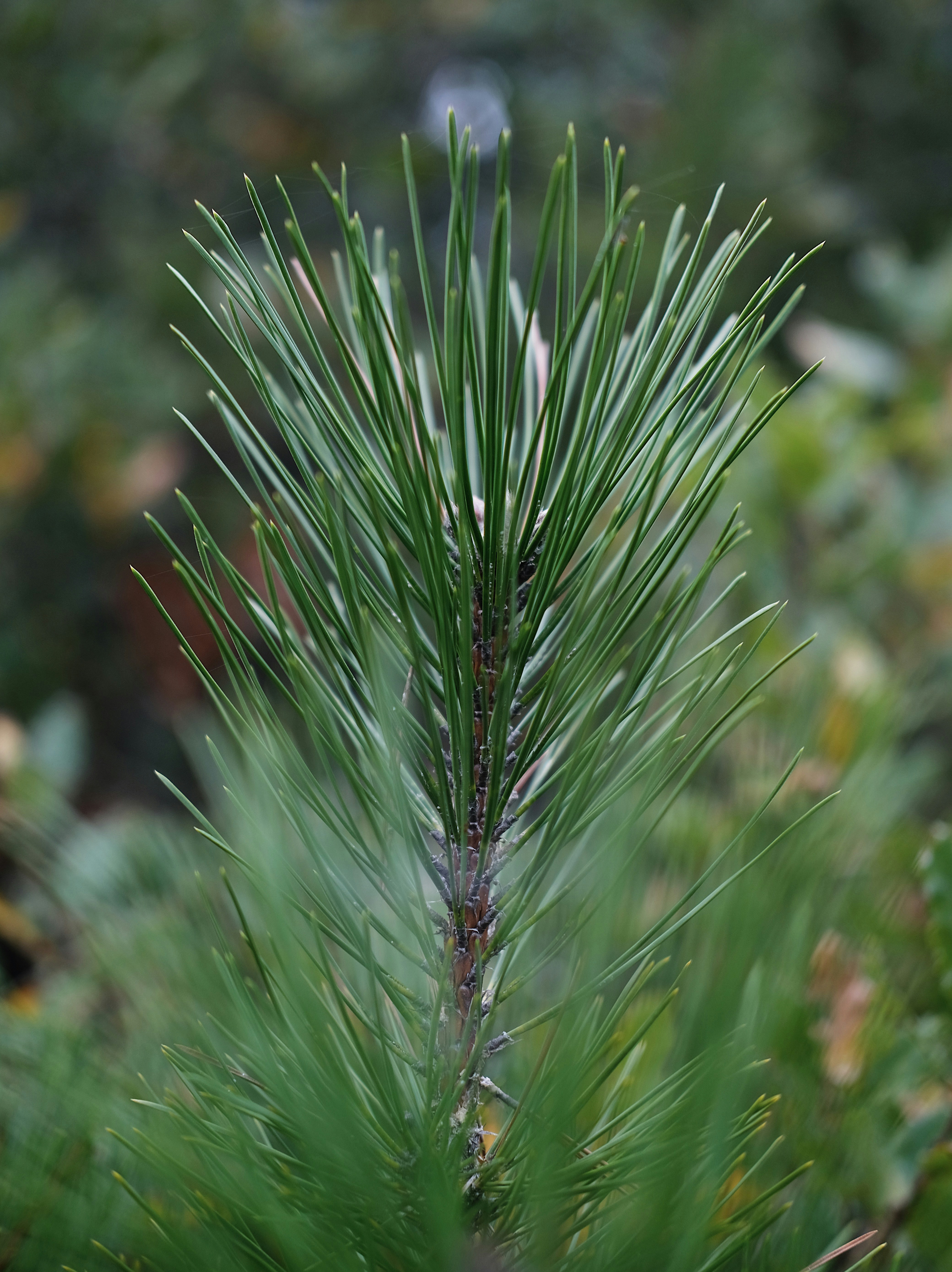 a close up of a pine tree with a blurry background
