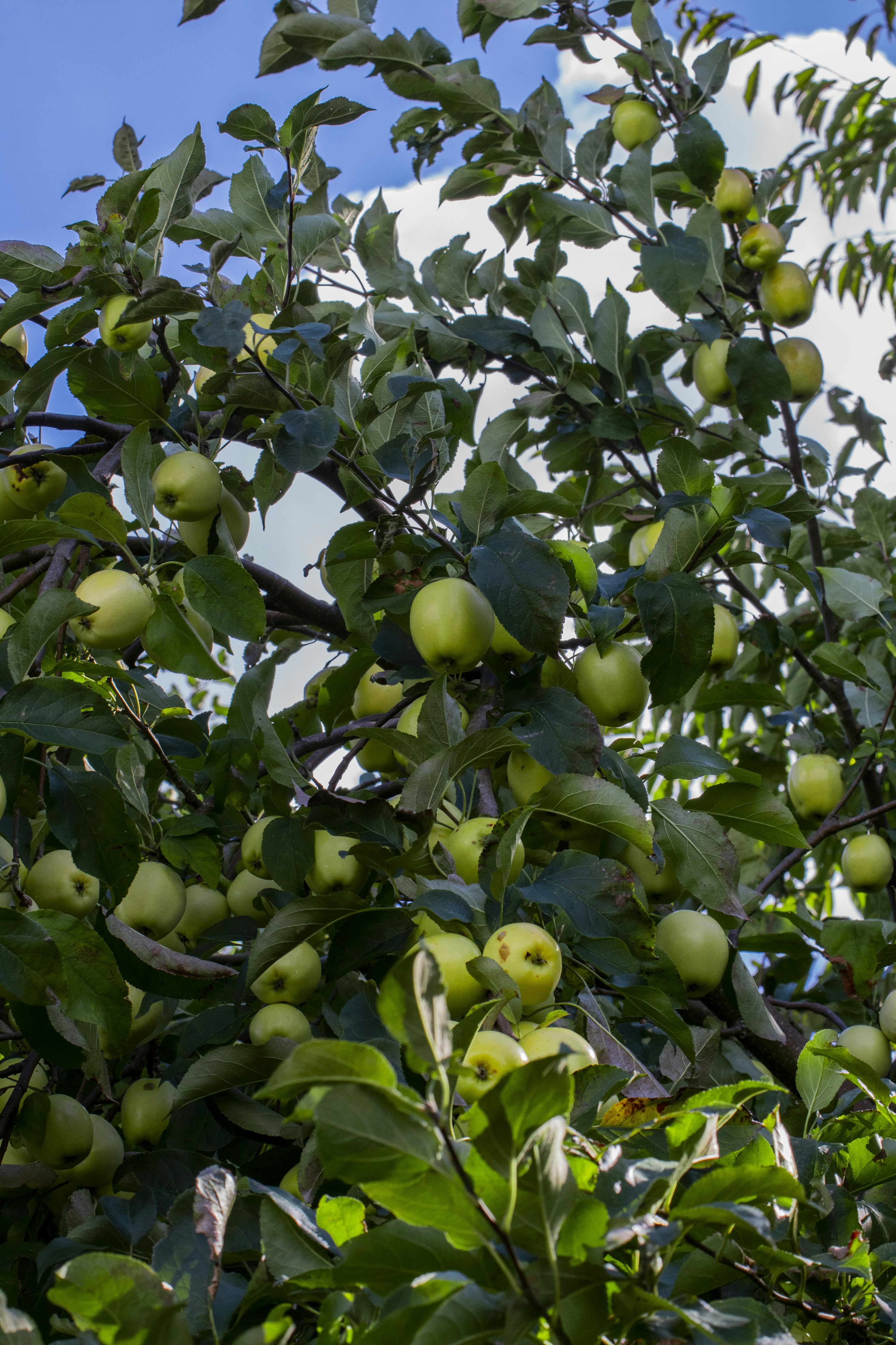 A tree filled with lots of green apples photo – Free Apple Image on ...