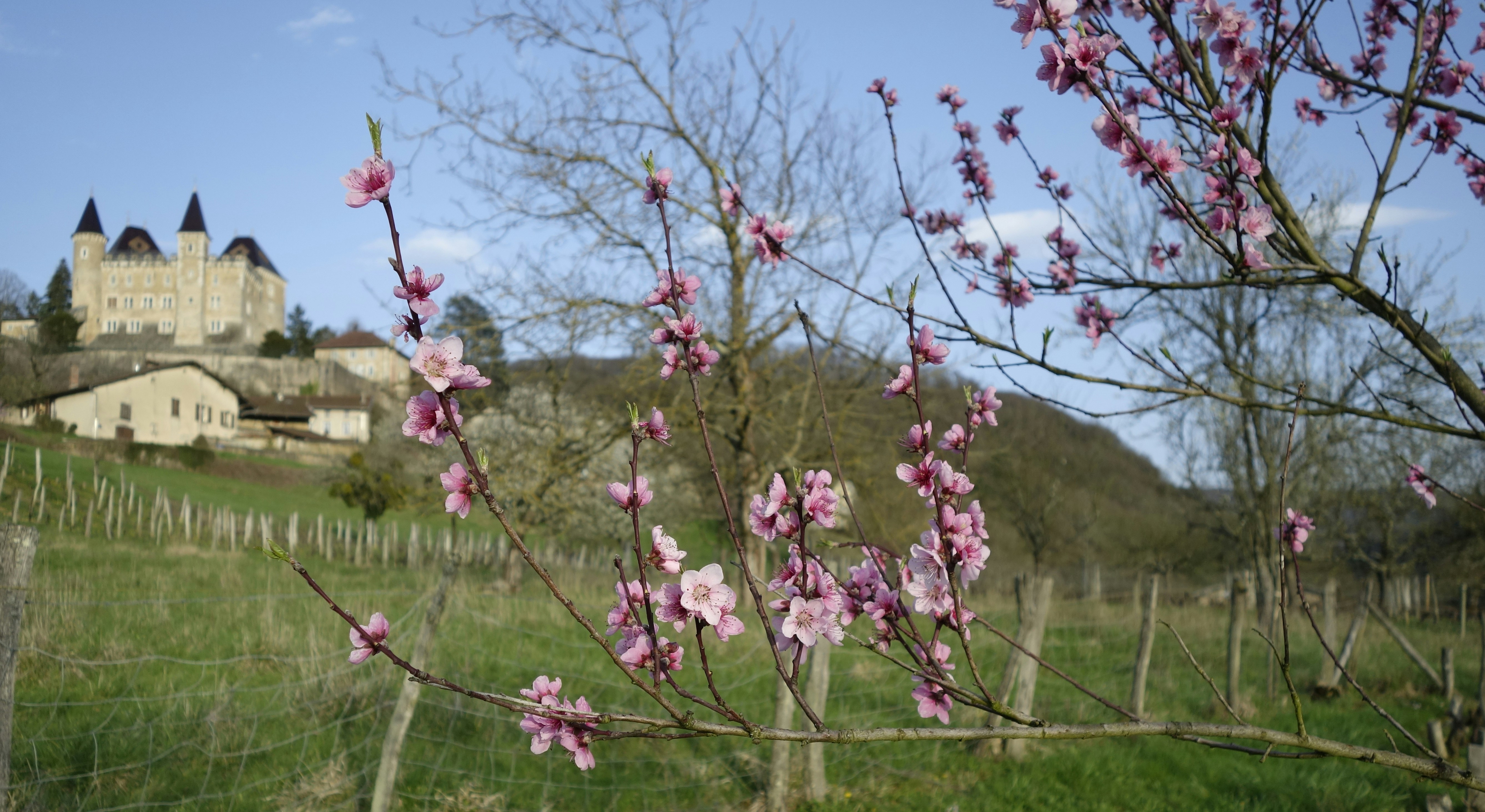 Pink Bloom Framing a Hilltop Château