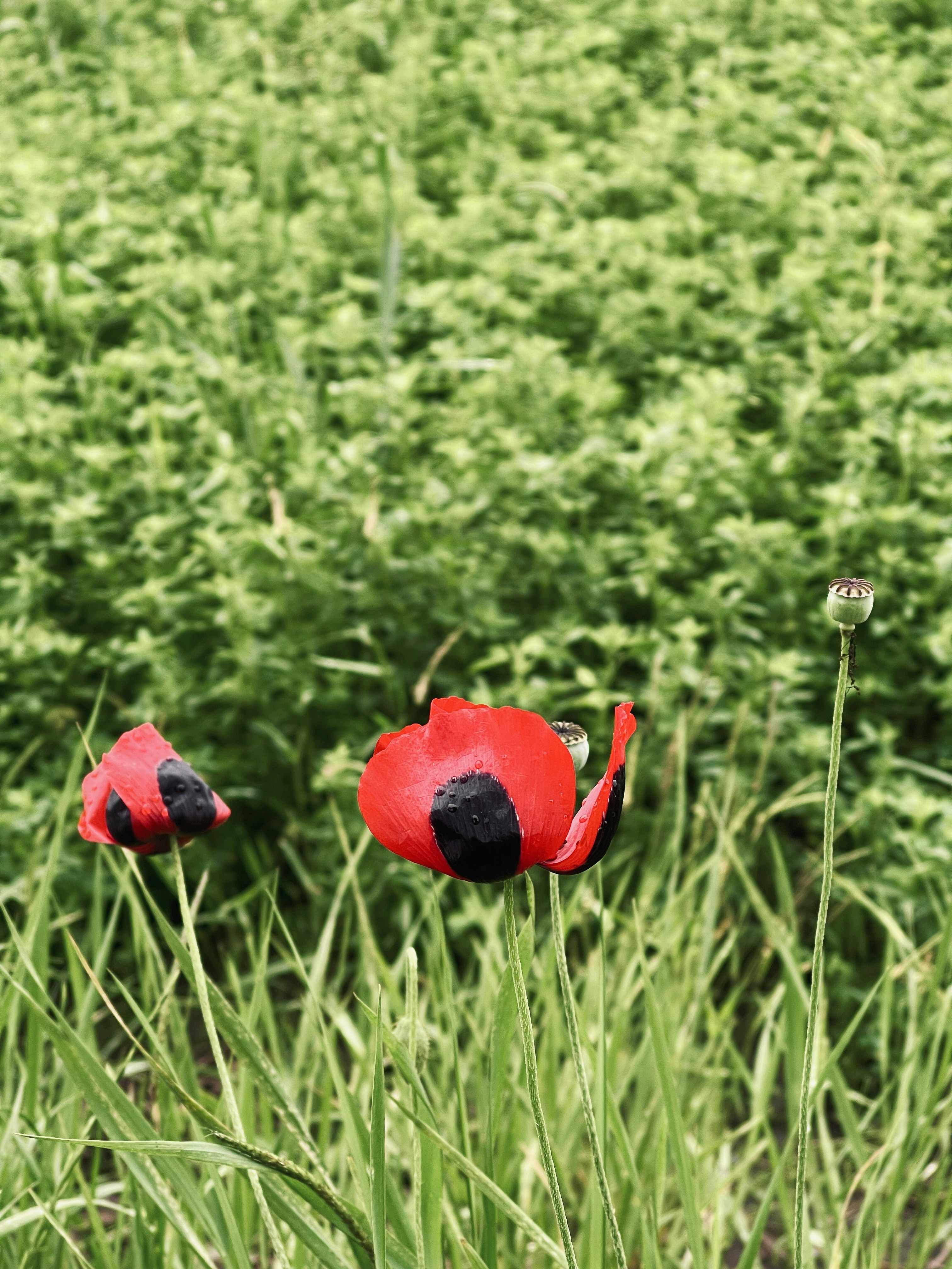 Two red flowers in a field of green grass photo – Free Flowers Image on ...