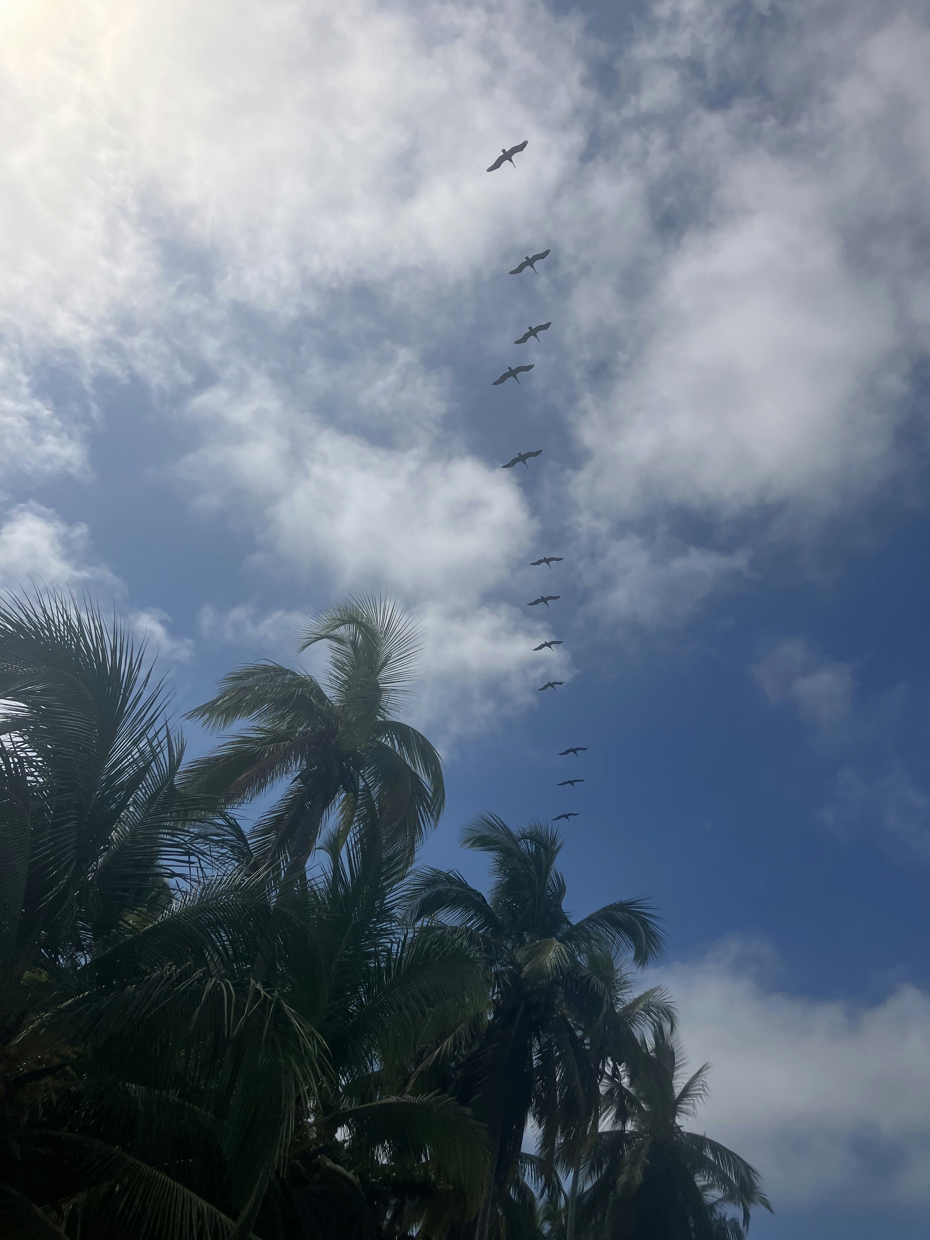V-form flight over tropical palms under a blue sky