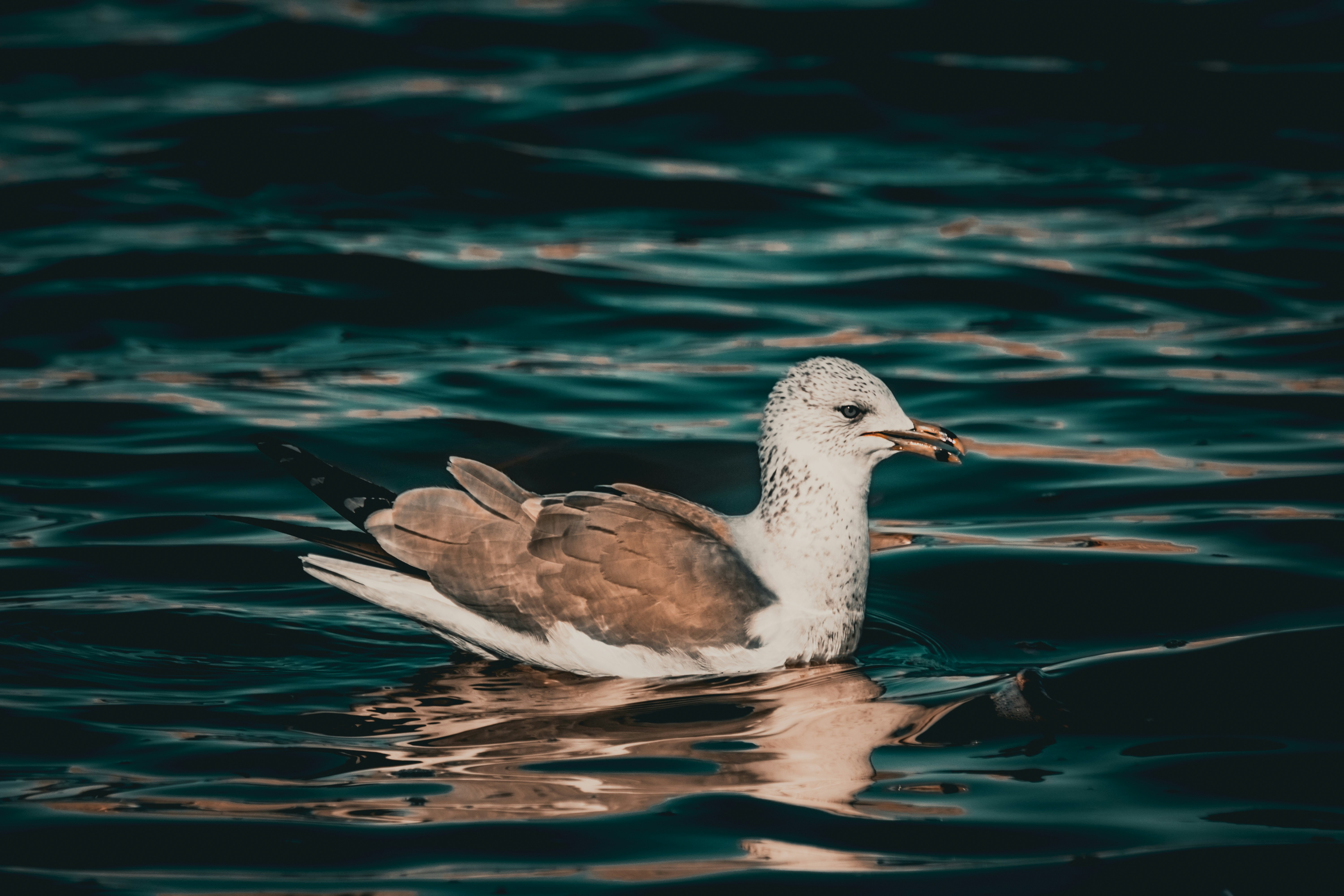 Seagull gracefully floating on dark, gently rippling water.