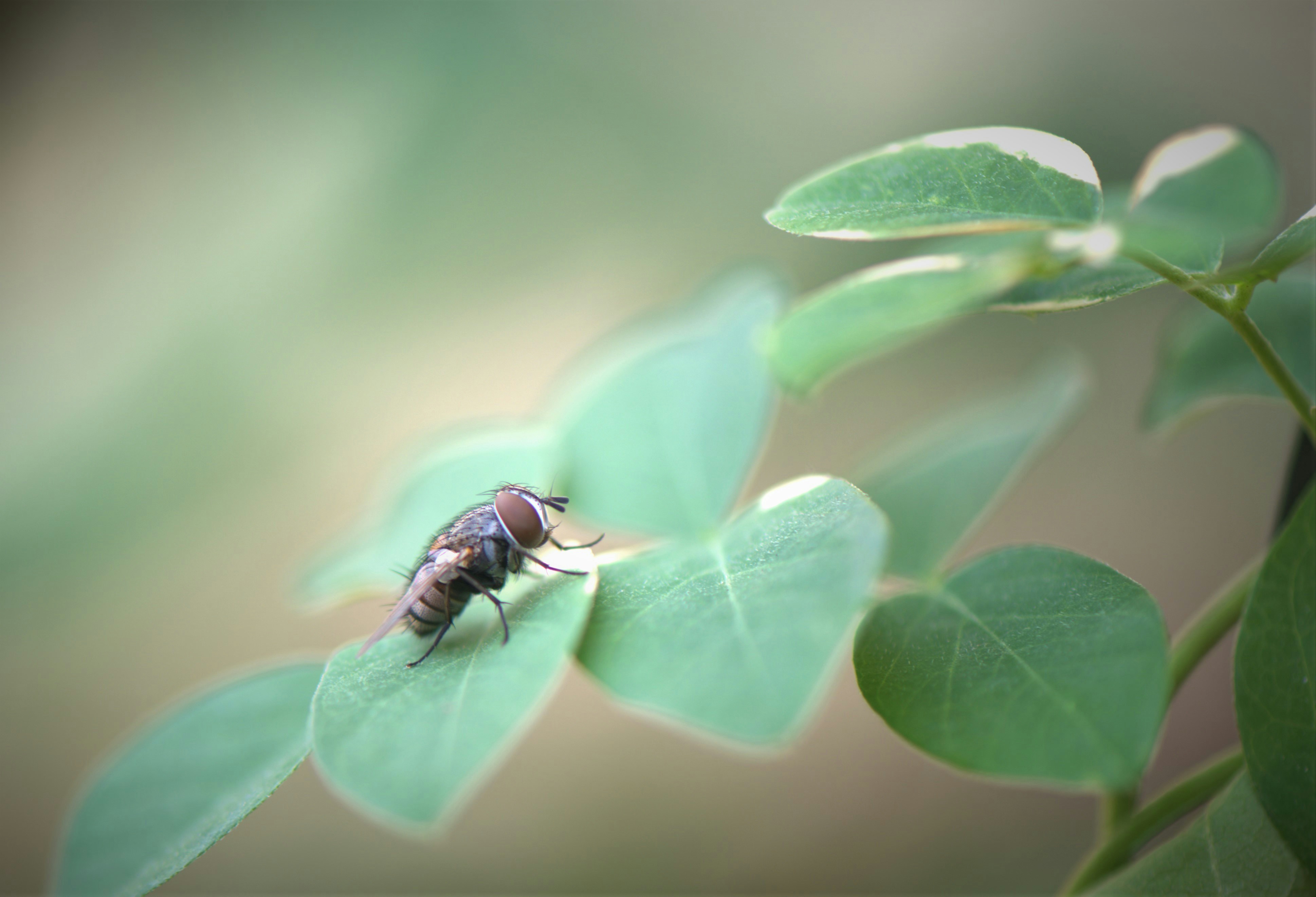 Hovering Macro Invitation: A Fly Resting on Jade Leaves