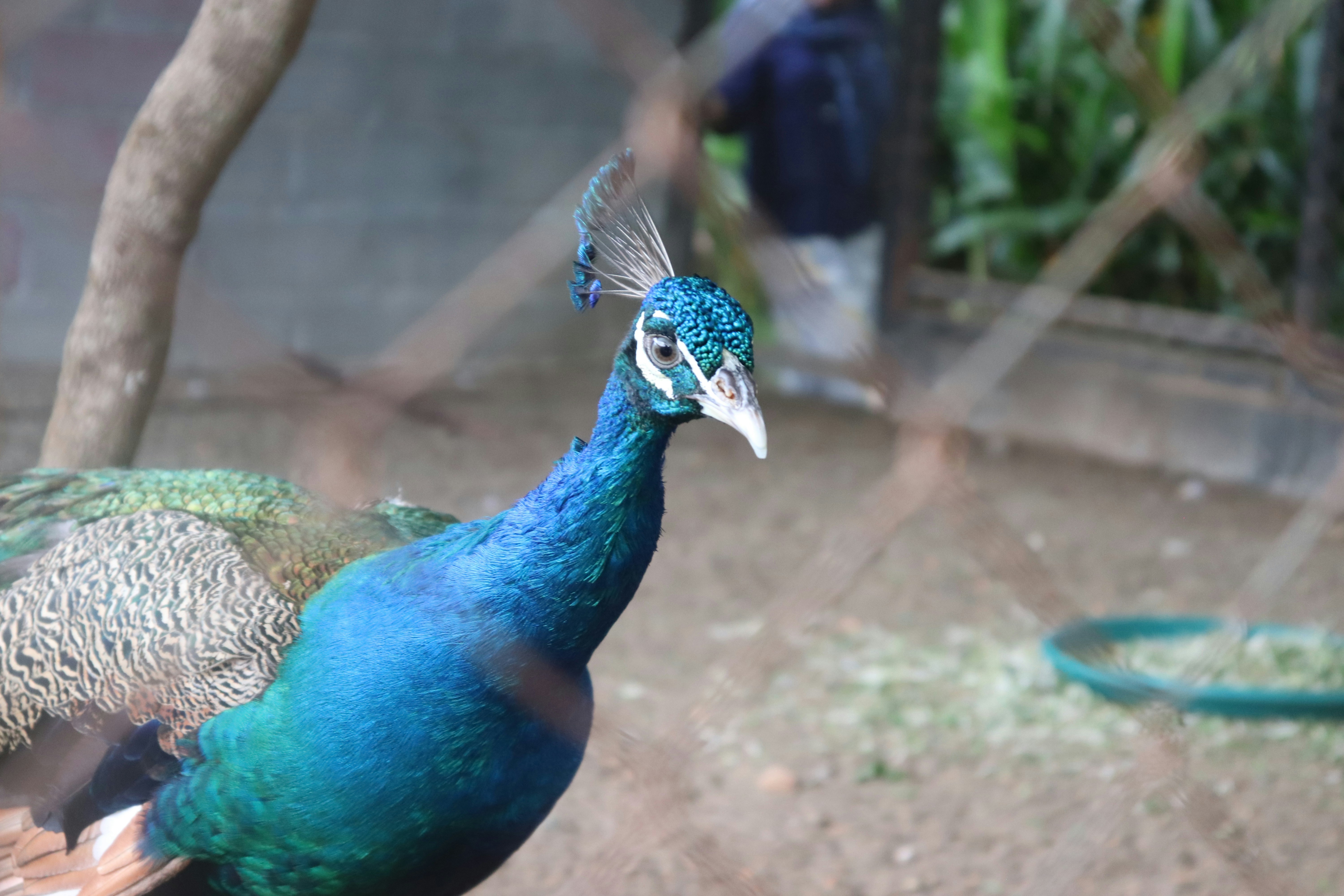 Cerulean Crest Through Wire: A Peacock in the Garden