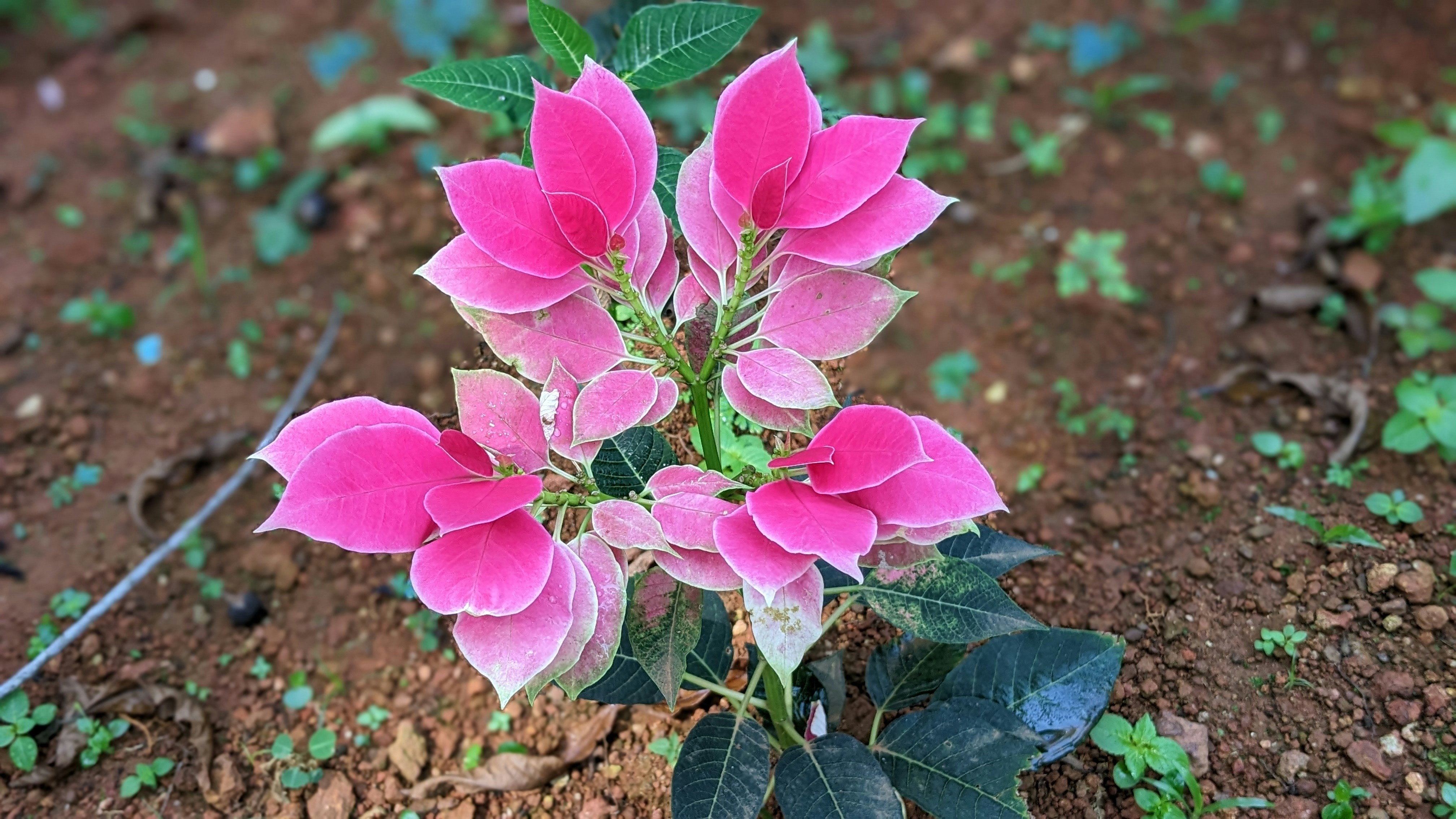 Vibrant pink bracts form a dense cluster on a green stem rising from rich brown garden soil.