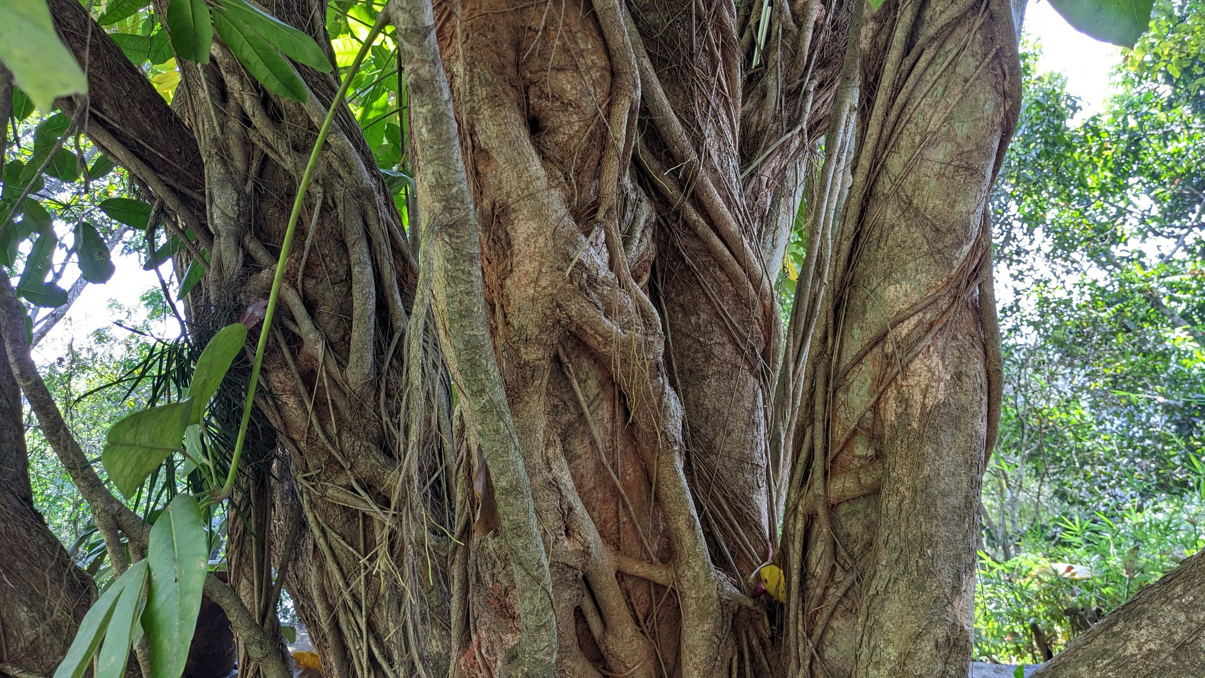 A large tree with vines growing on it photo – Free Malabar botanical ...