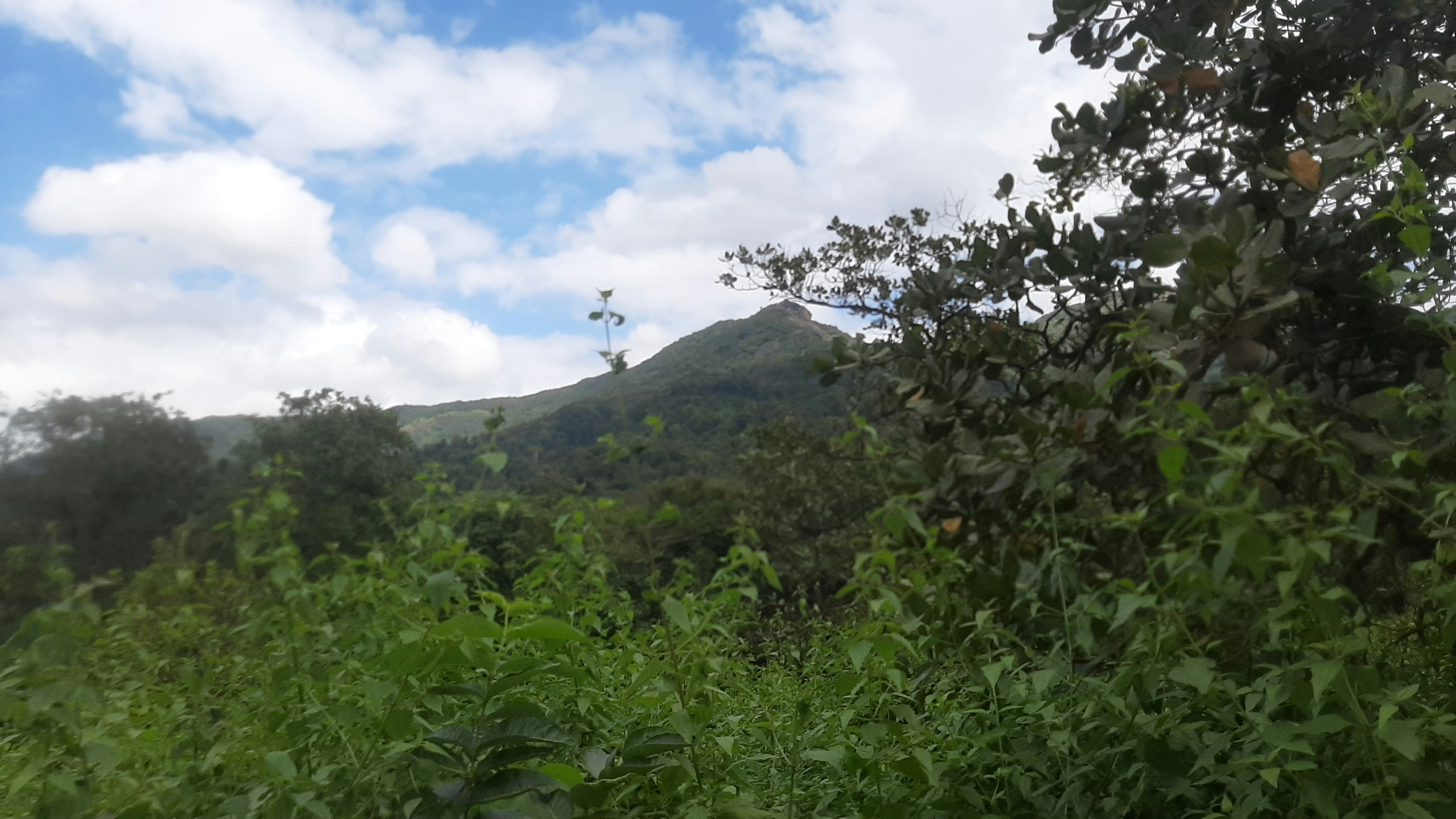 a view of a mountain through the trees