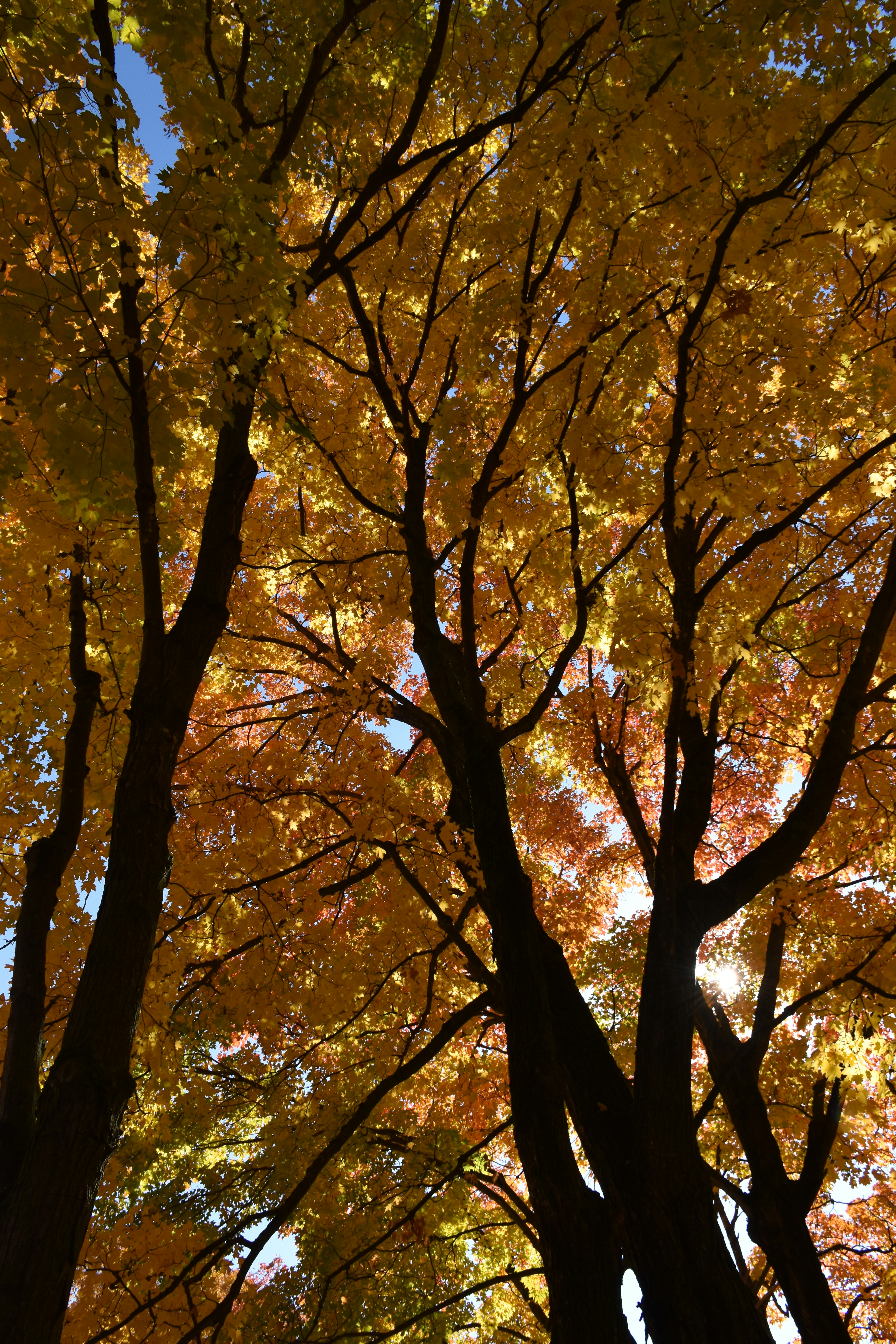 Sunlight filtering through vibrant autumn leaves in a dense tree canopy.