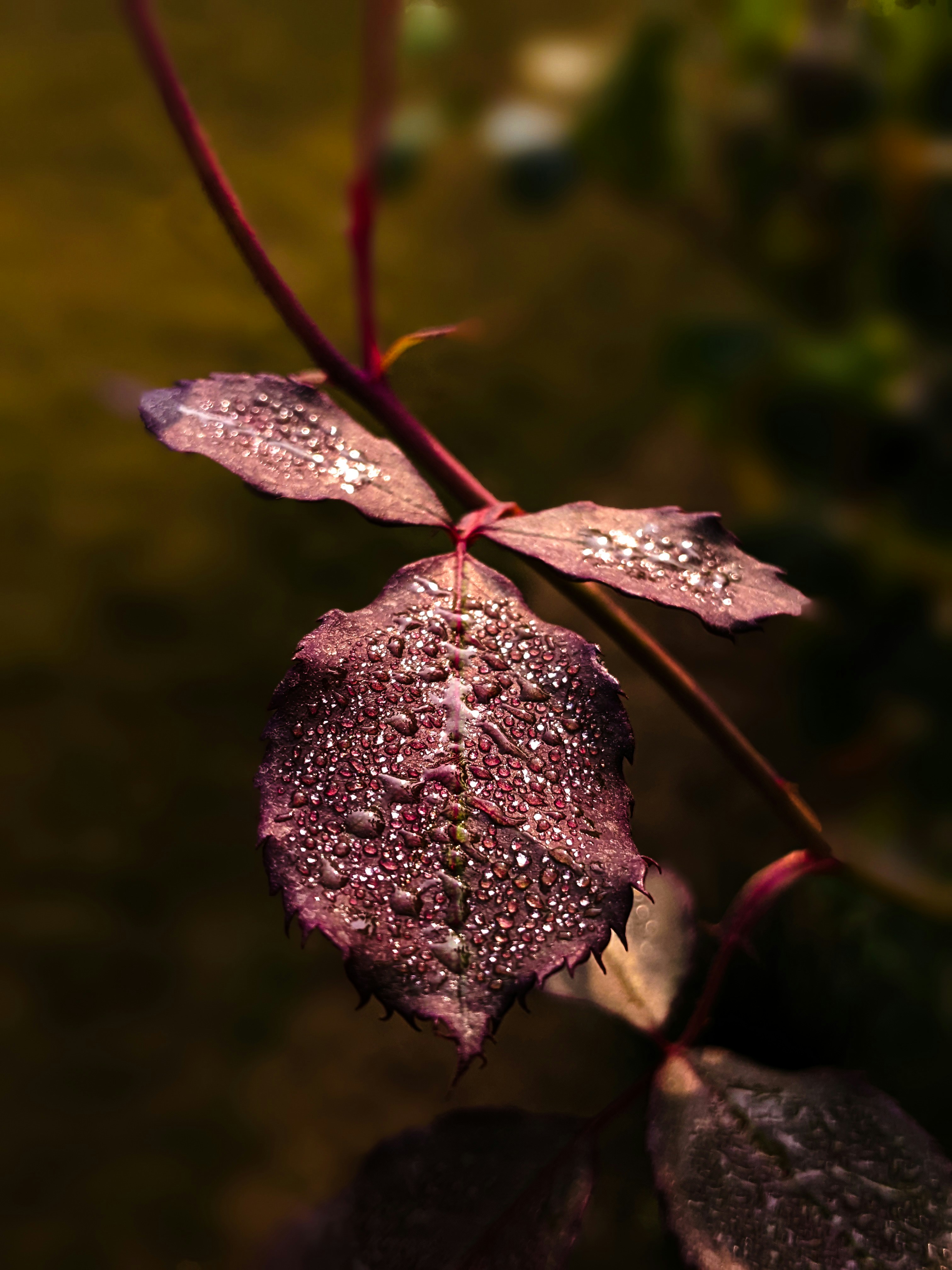 A close-up of a purple leaf glistening with droplets of water, set against a softly blurred background. The intricate details of the leaf's texture are highlighted by the moisture.