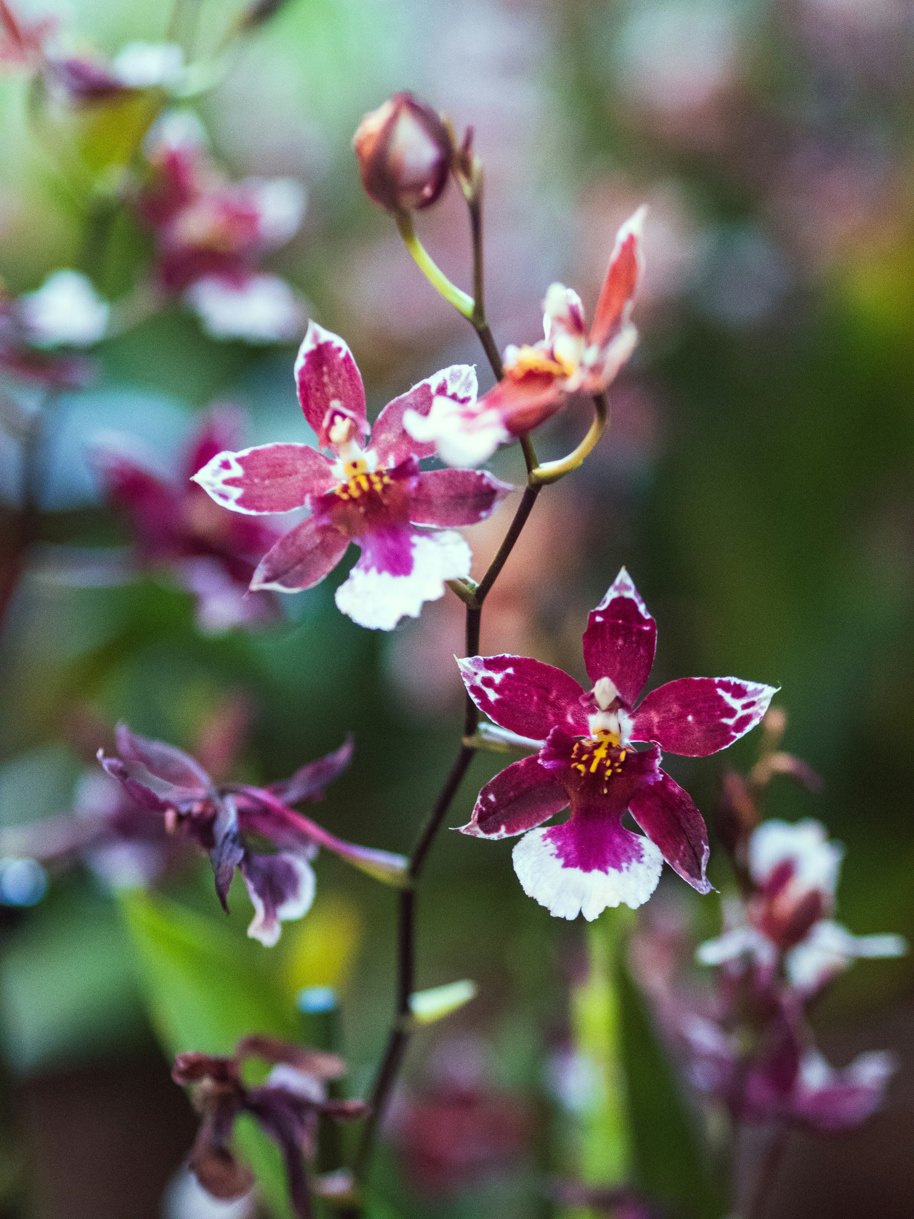 Close-up of magenta orchids with white margins, set against a soft green bokeh background.