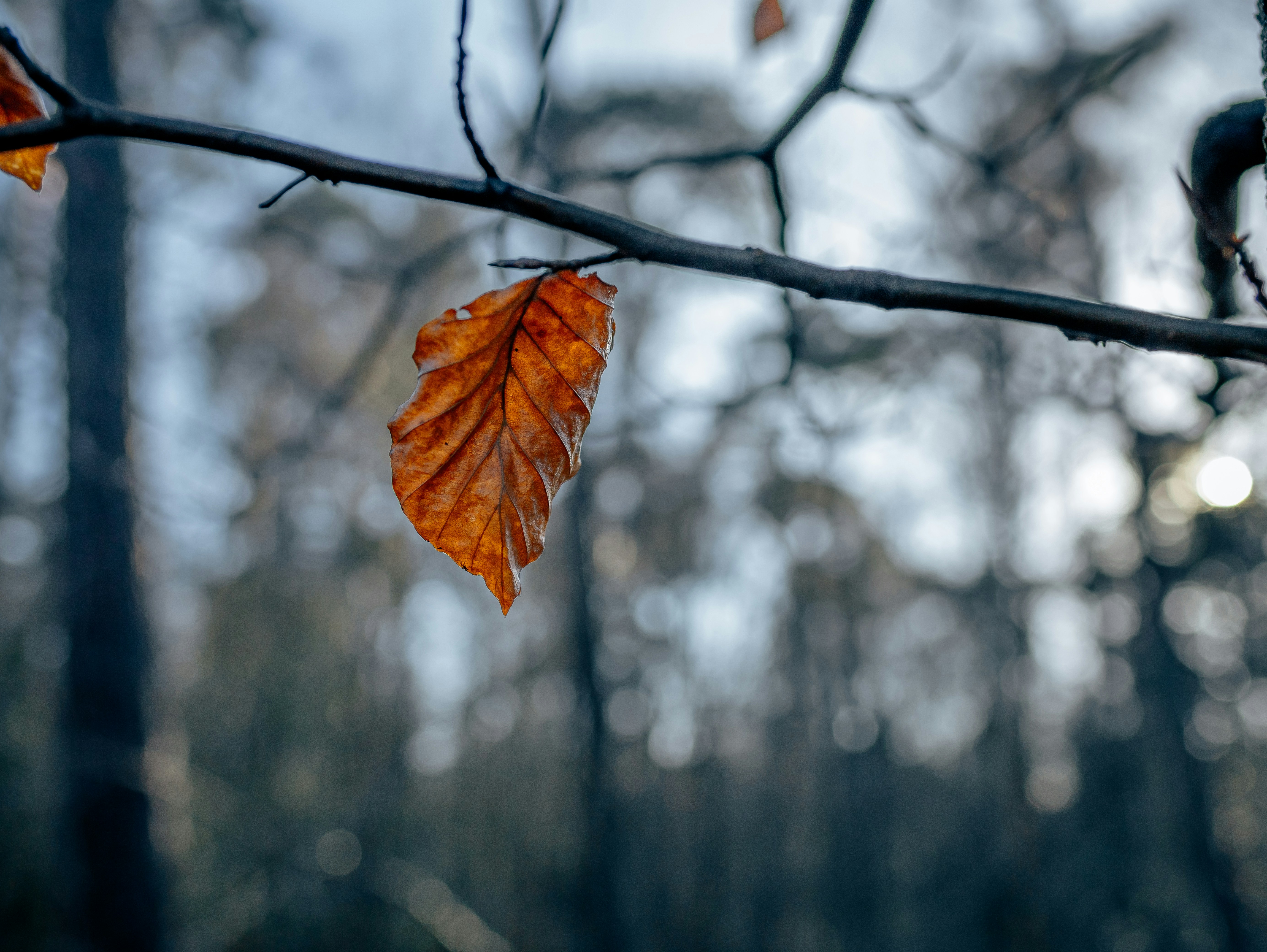 a leaf is hanging from a tree branch