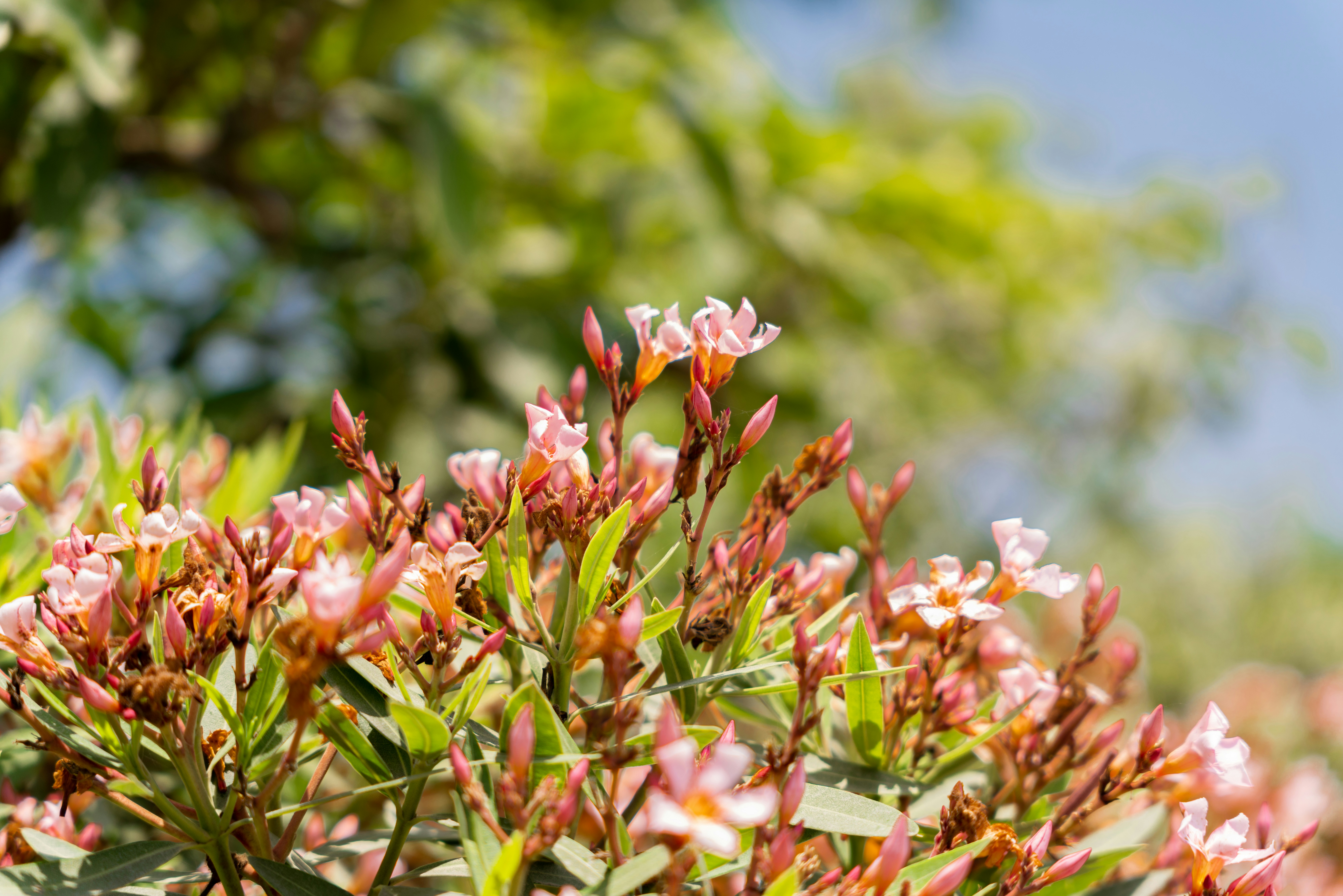 Pink flowers in full bloom against a backdrop of lush green leaves and blue sky.