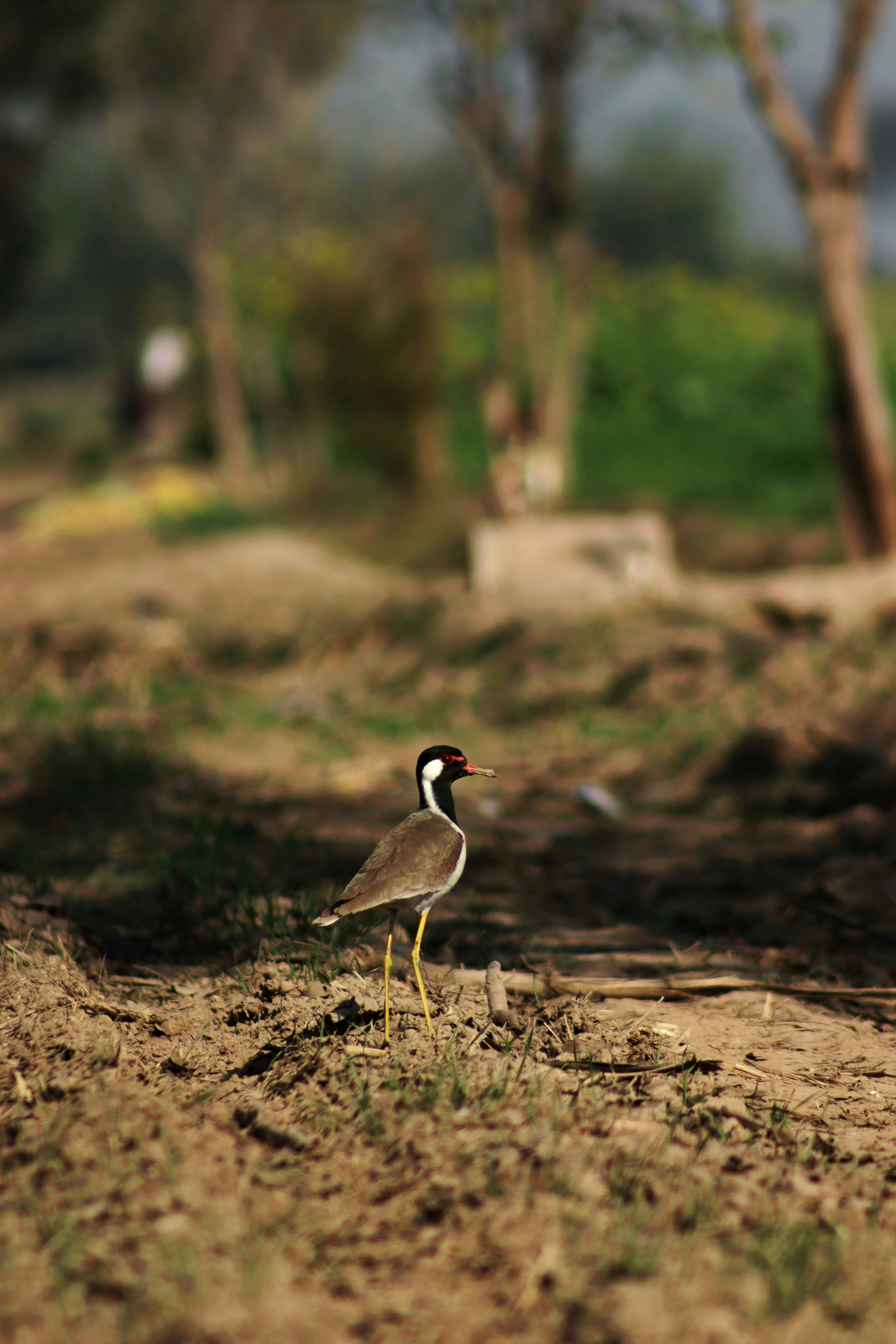 Striding Crane Amid Dirt and Light