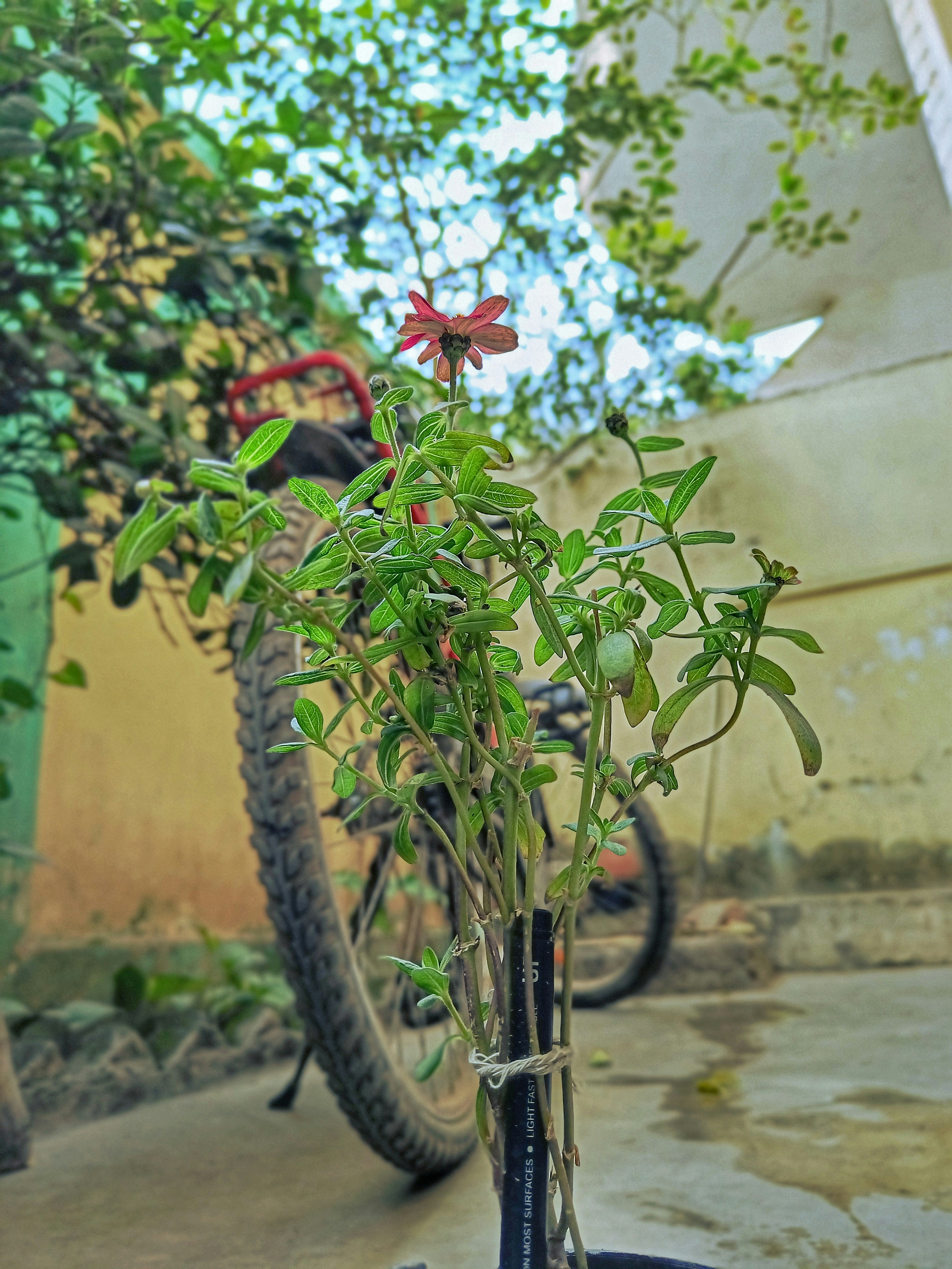 Sample photo from Realme 9 Pro Plus