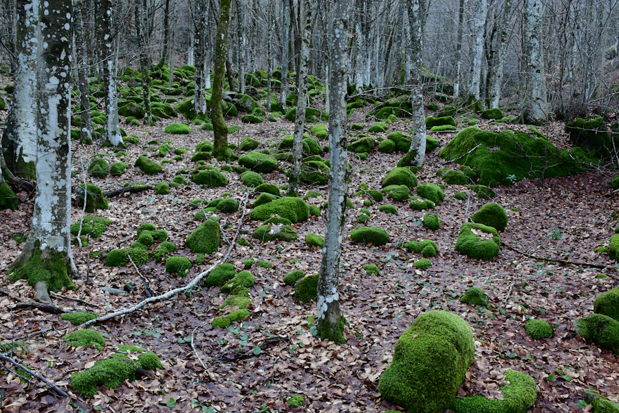 A quiet forest floor scattered with bright green moss-covered rocks among bare tree trunks and leaf litter.