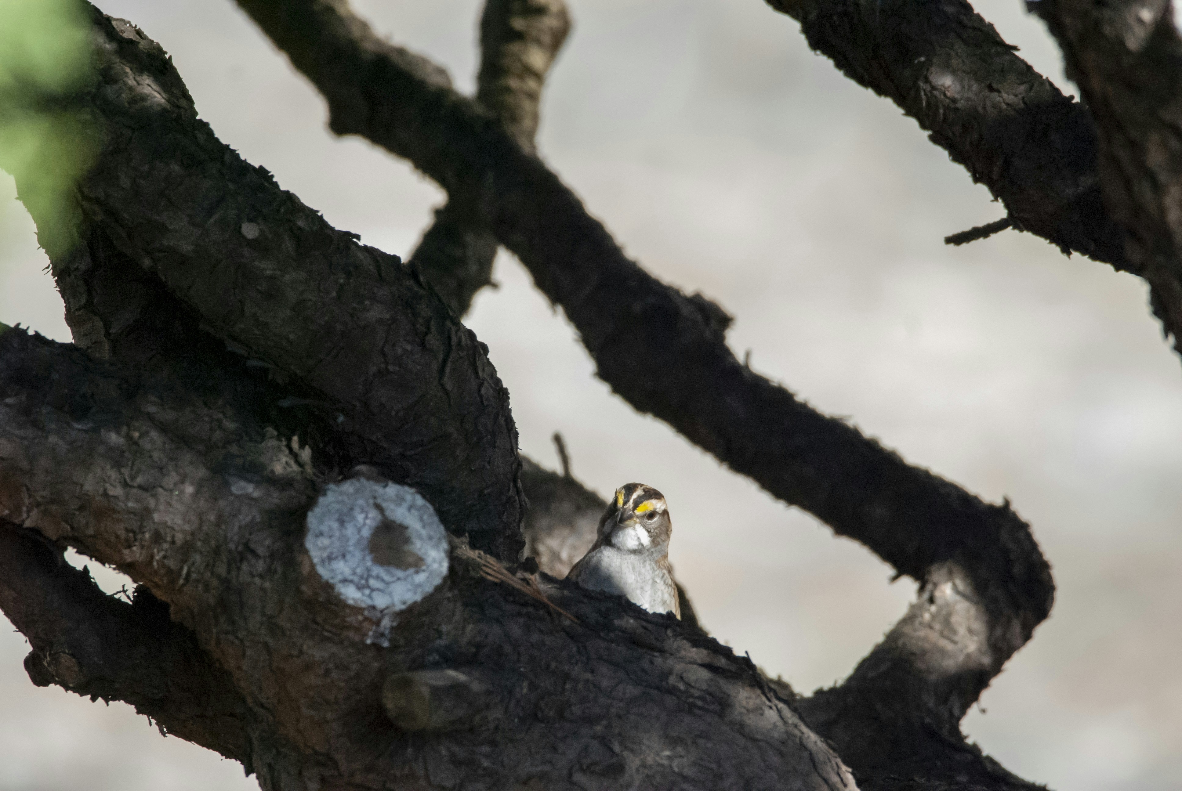 Feathered Sentinel on a Knotty Branch