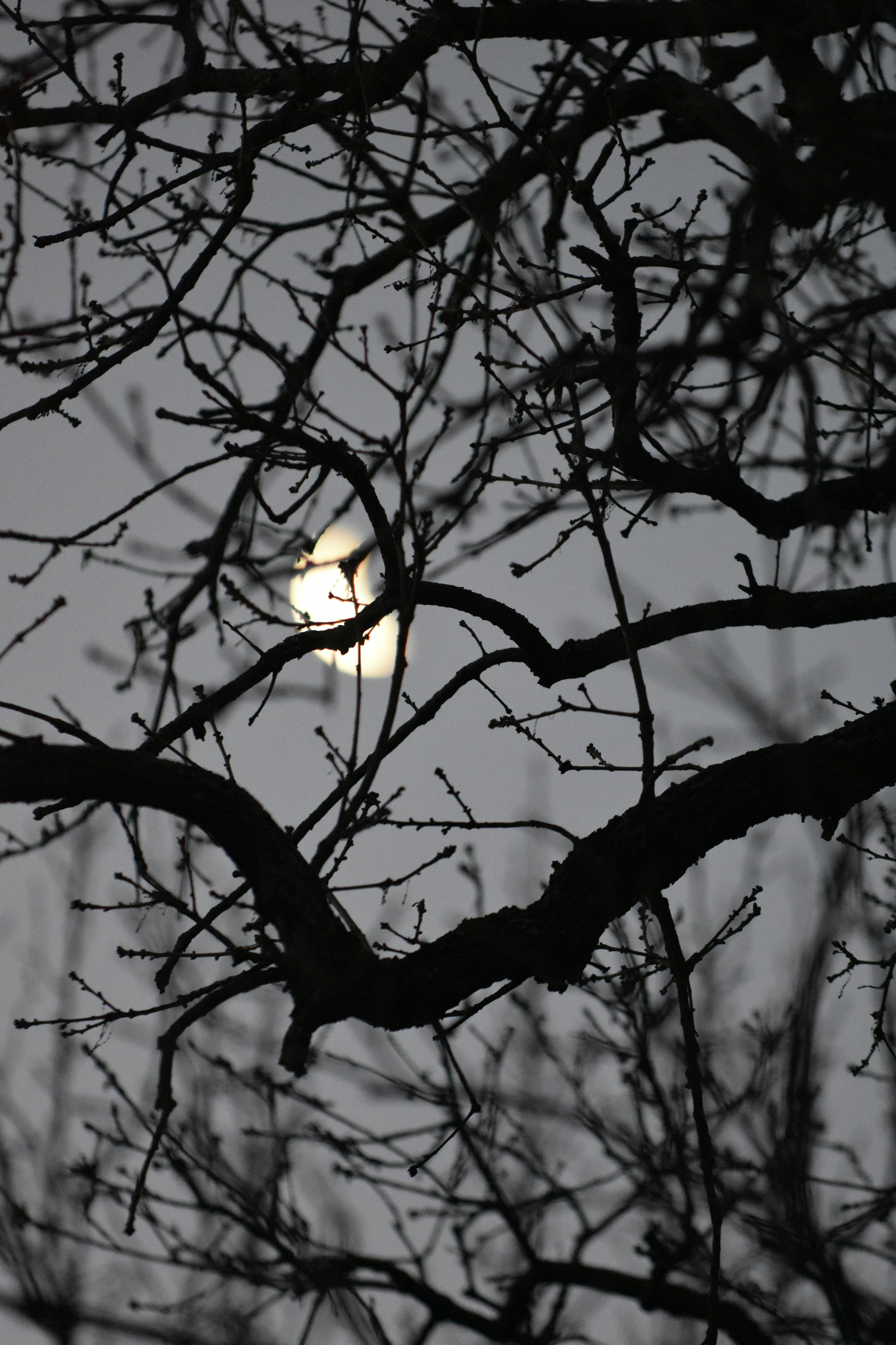 Crescent moon morning