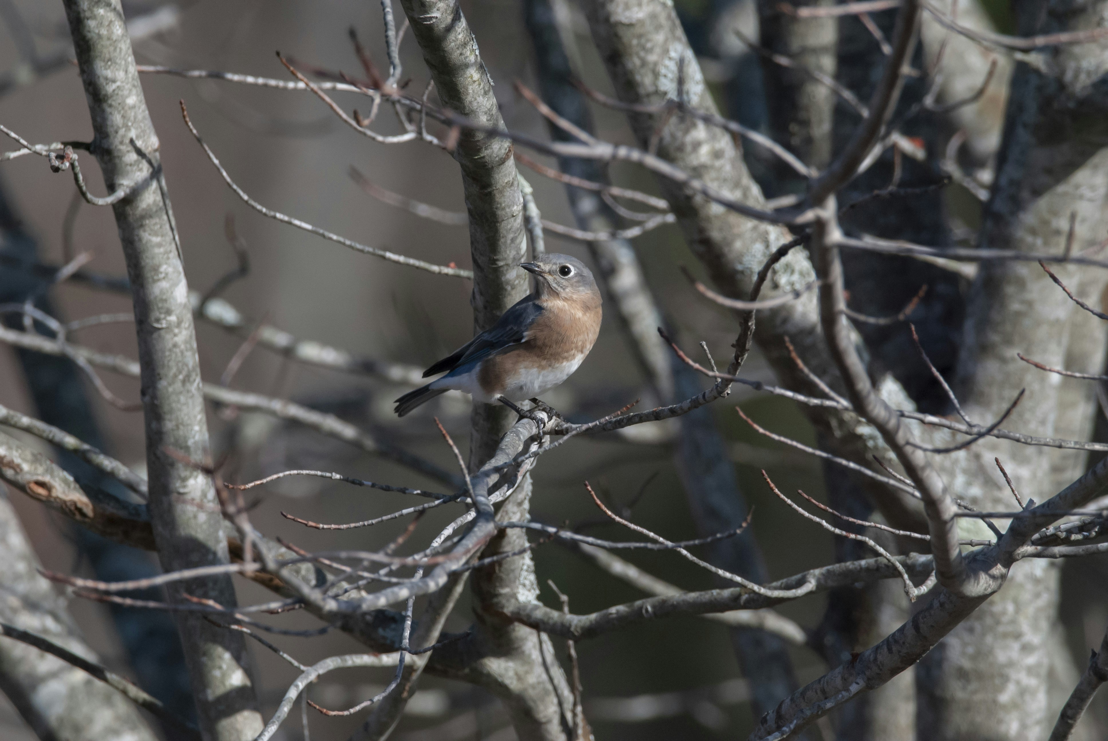 Eastern Bluebird Perched