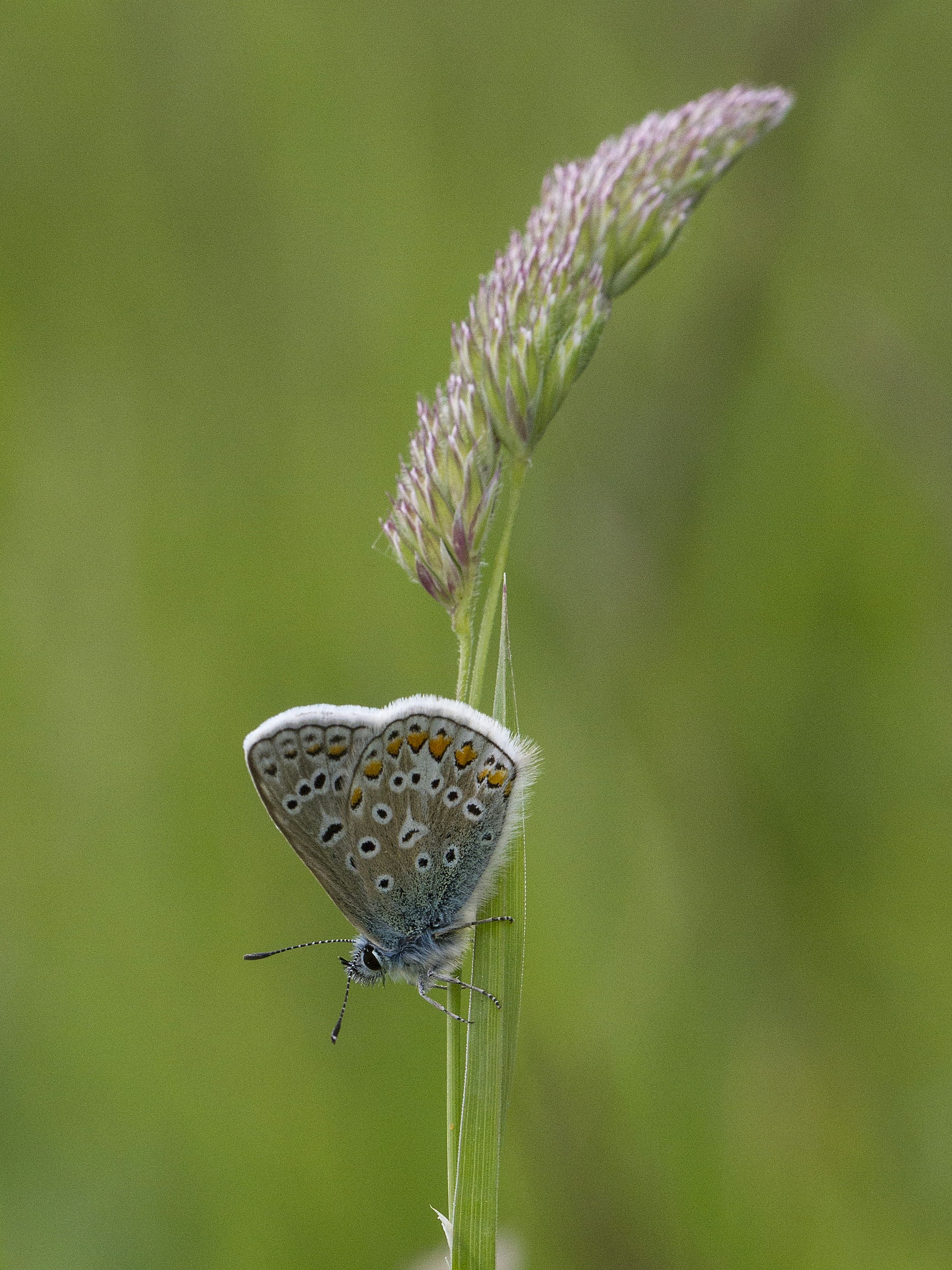 Common Blue on a Tender Grass Blade