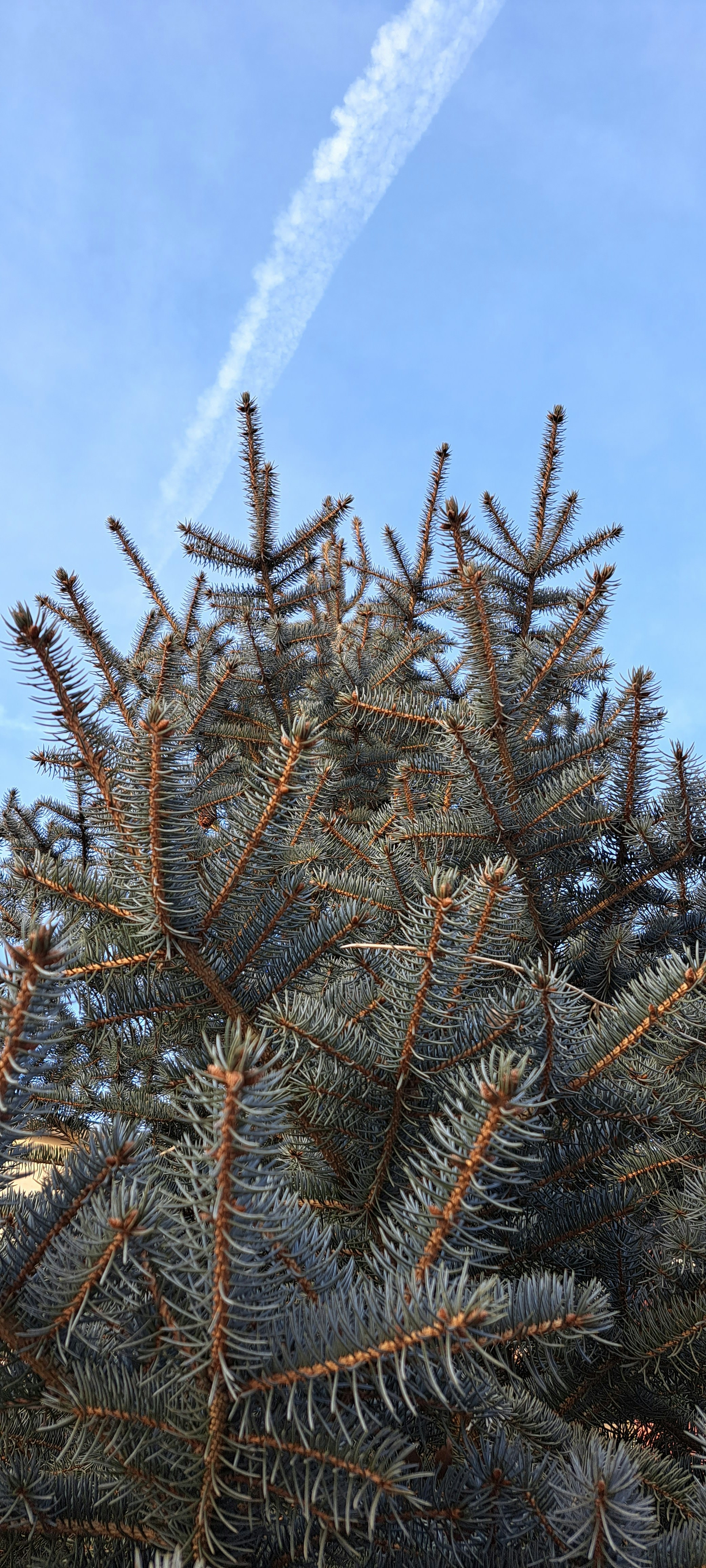 Photograph of dense blue spruce branches filling the lower frame beneath a clear blue sky with a contrail crossing overhead.