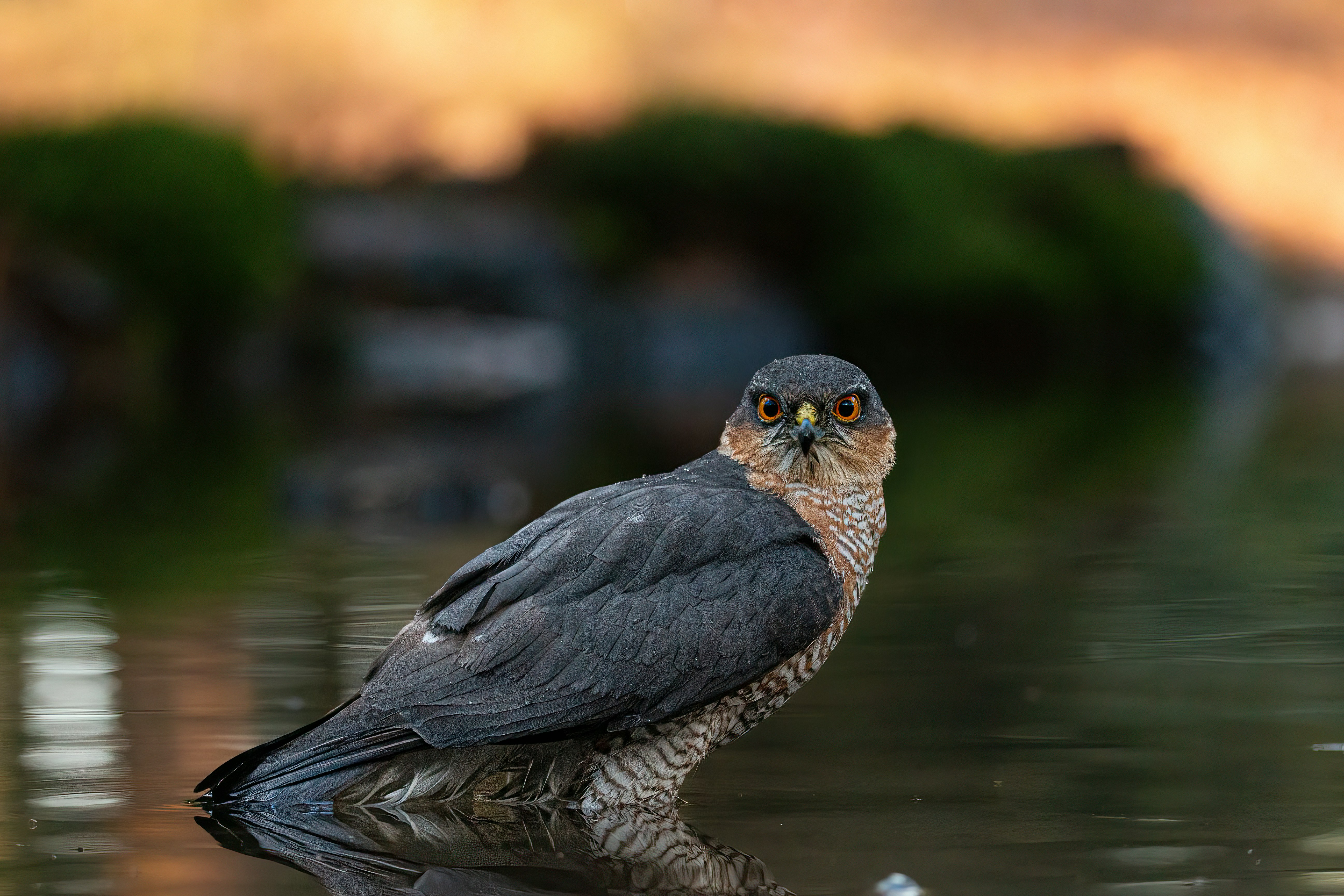 sparrowhawk bathing