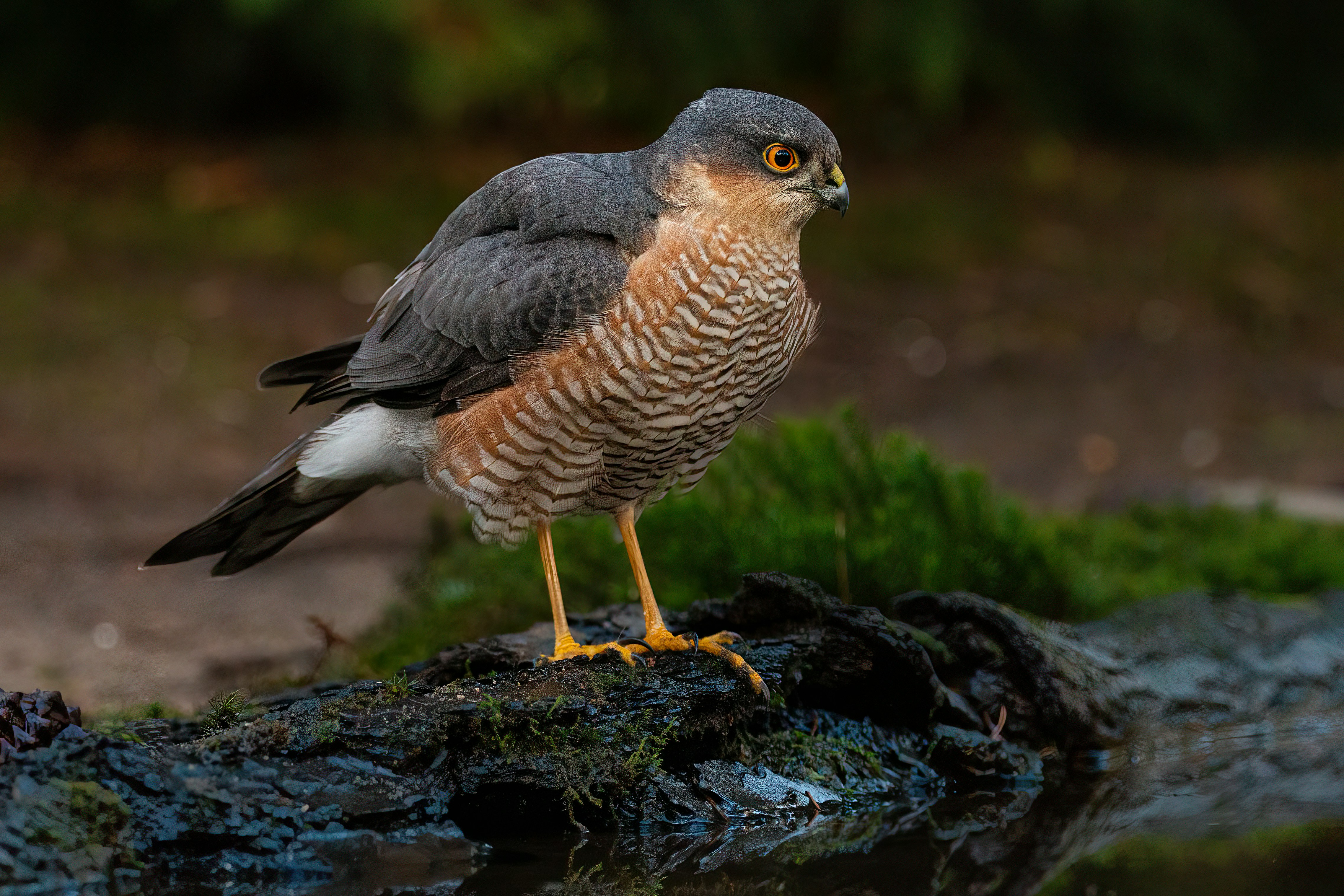 sparrowhawk ready for bathing