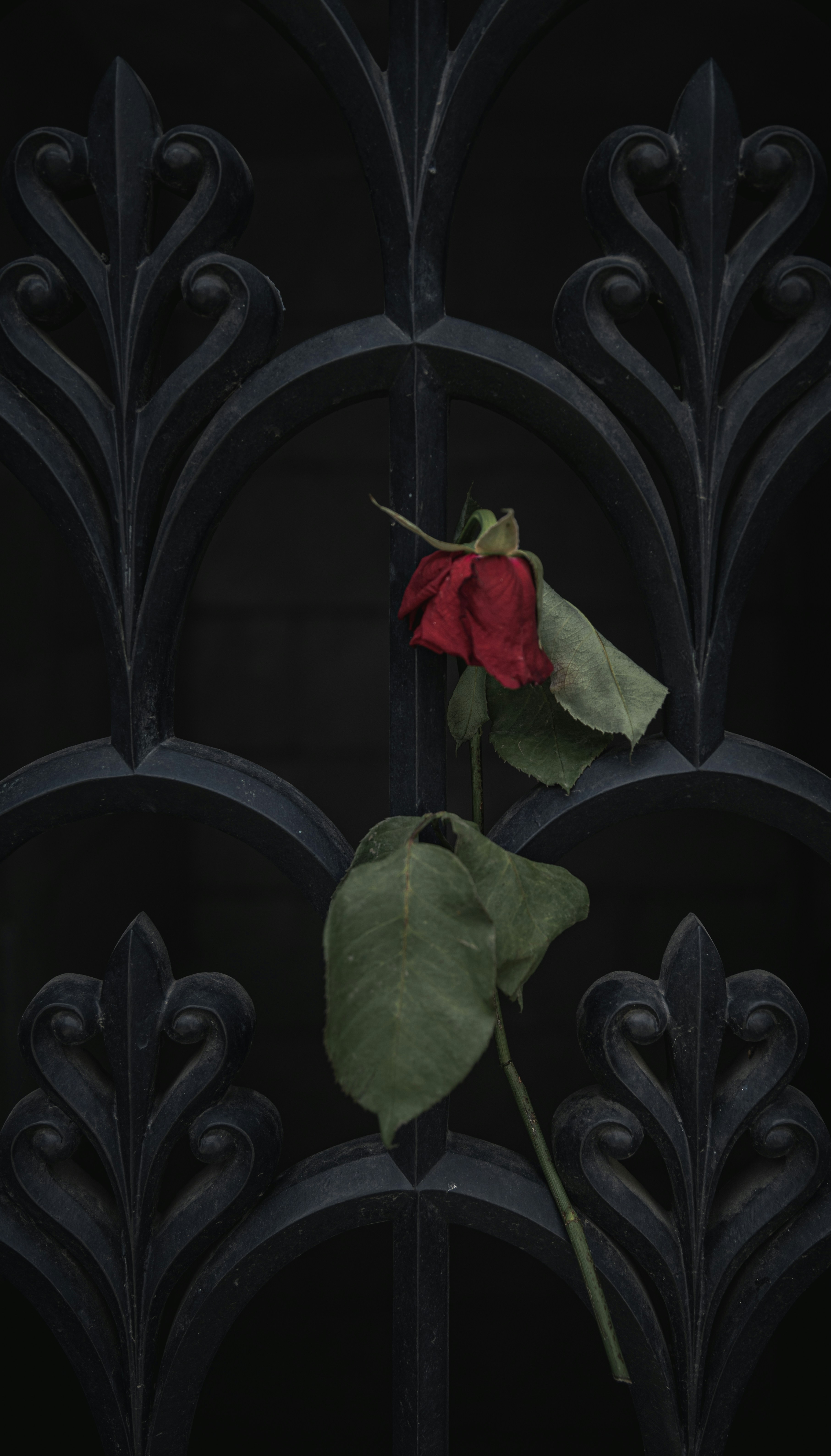 Crimson Rose Framed by Gothic Ironwork