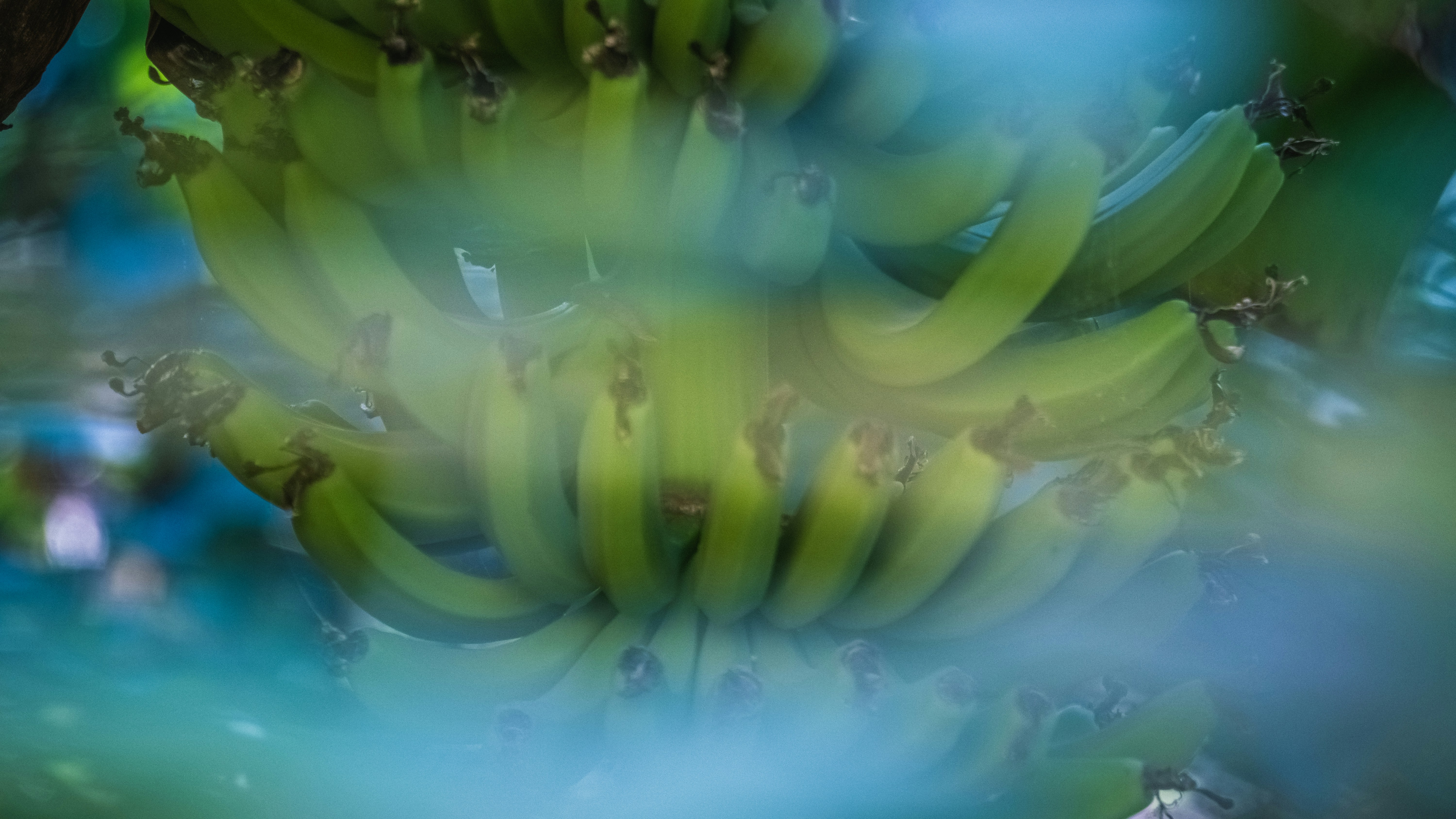 Banana Bunch in a Verdant Veil