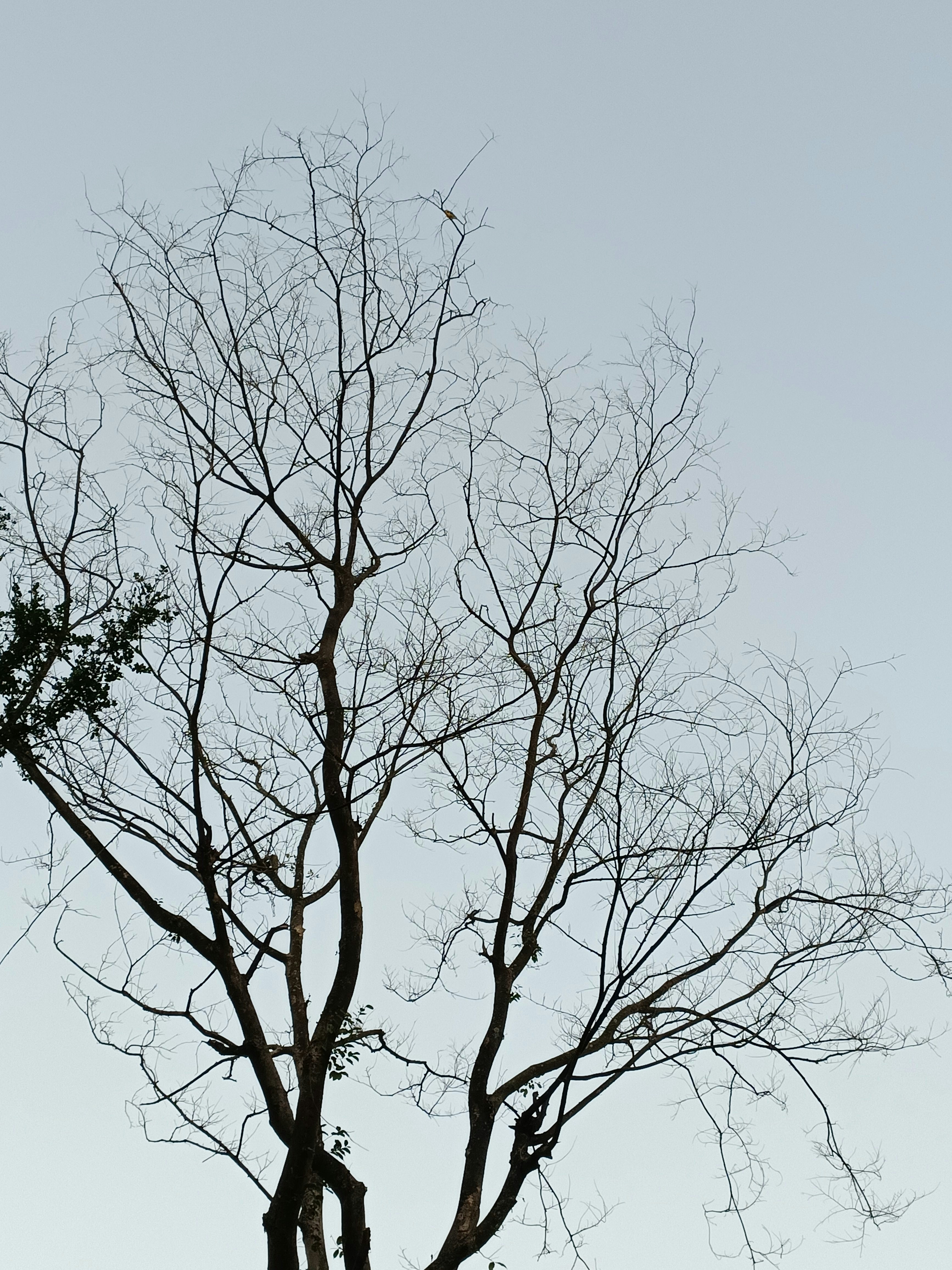 Bare branches of a tree silhouetted against a pale sky, evoking a sense of stillness and quiet reflection.