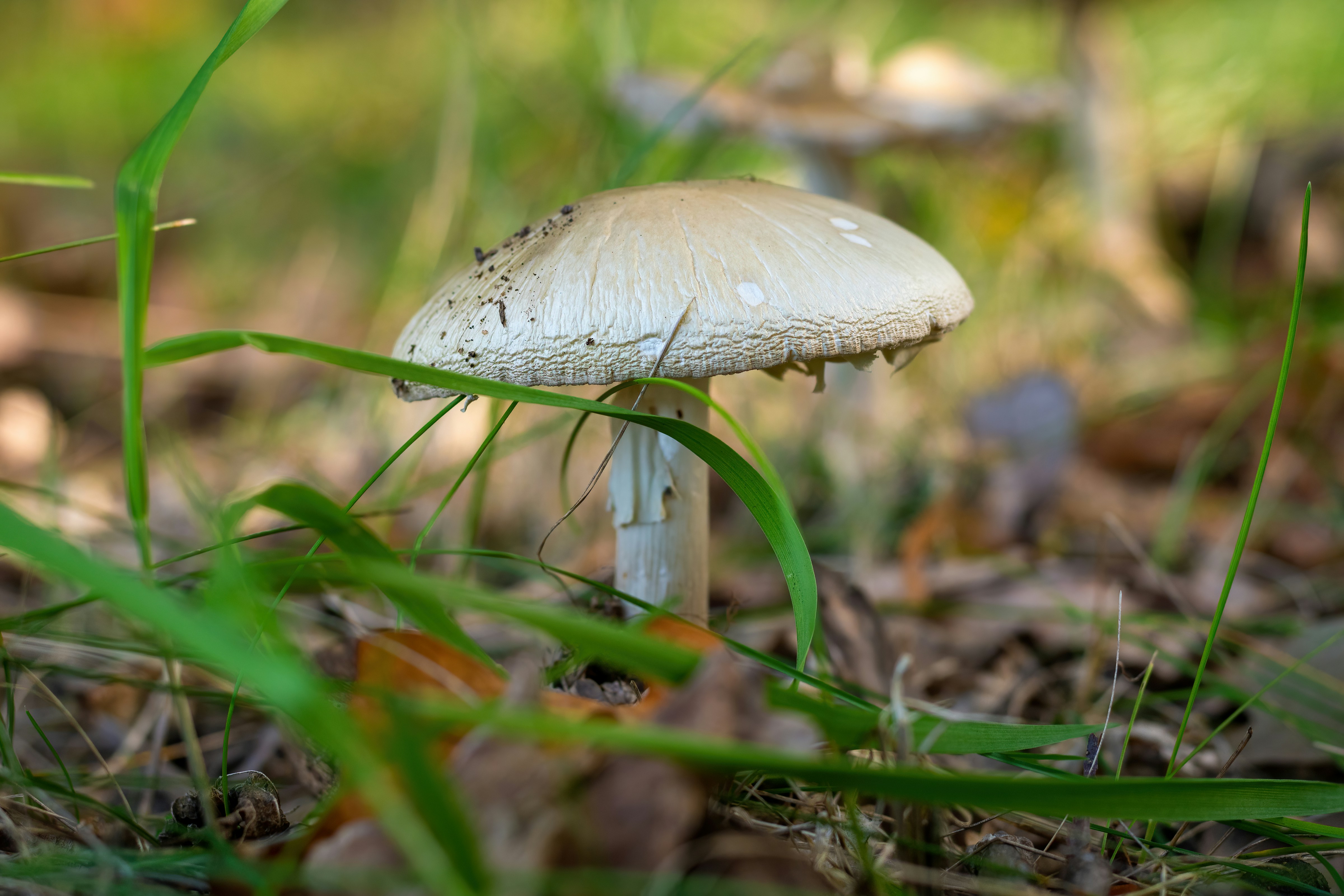 Photo by Péter Kövesi with Nikon D3500