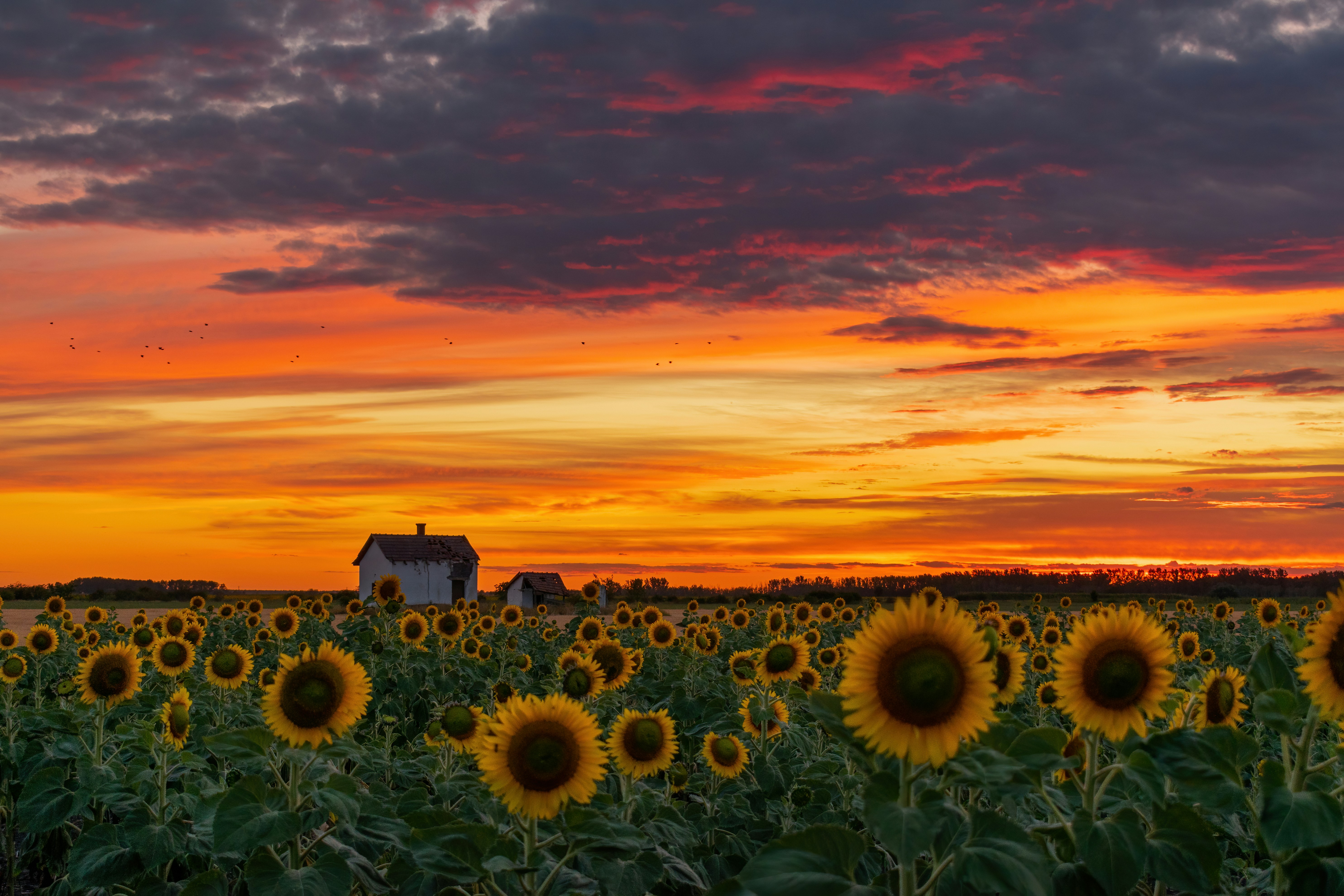 Sunflowers at Dusk: Fields Beyond a Silhouette of Homes