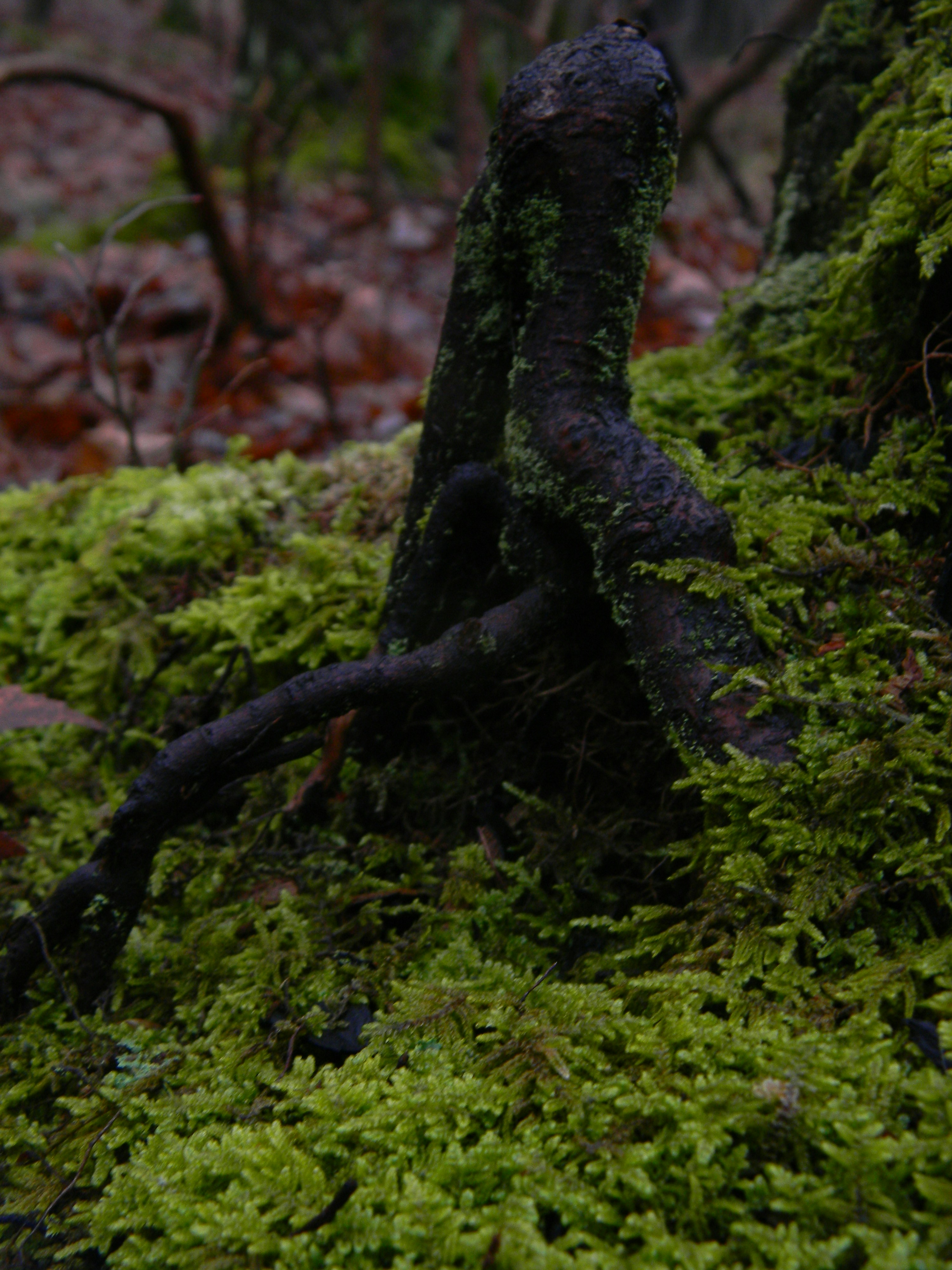 Twisted tree roots emerge from a lush carpet of green moss, showcasing the intricate beauty of nature's textures.