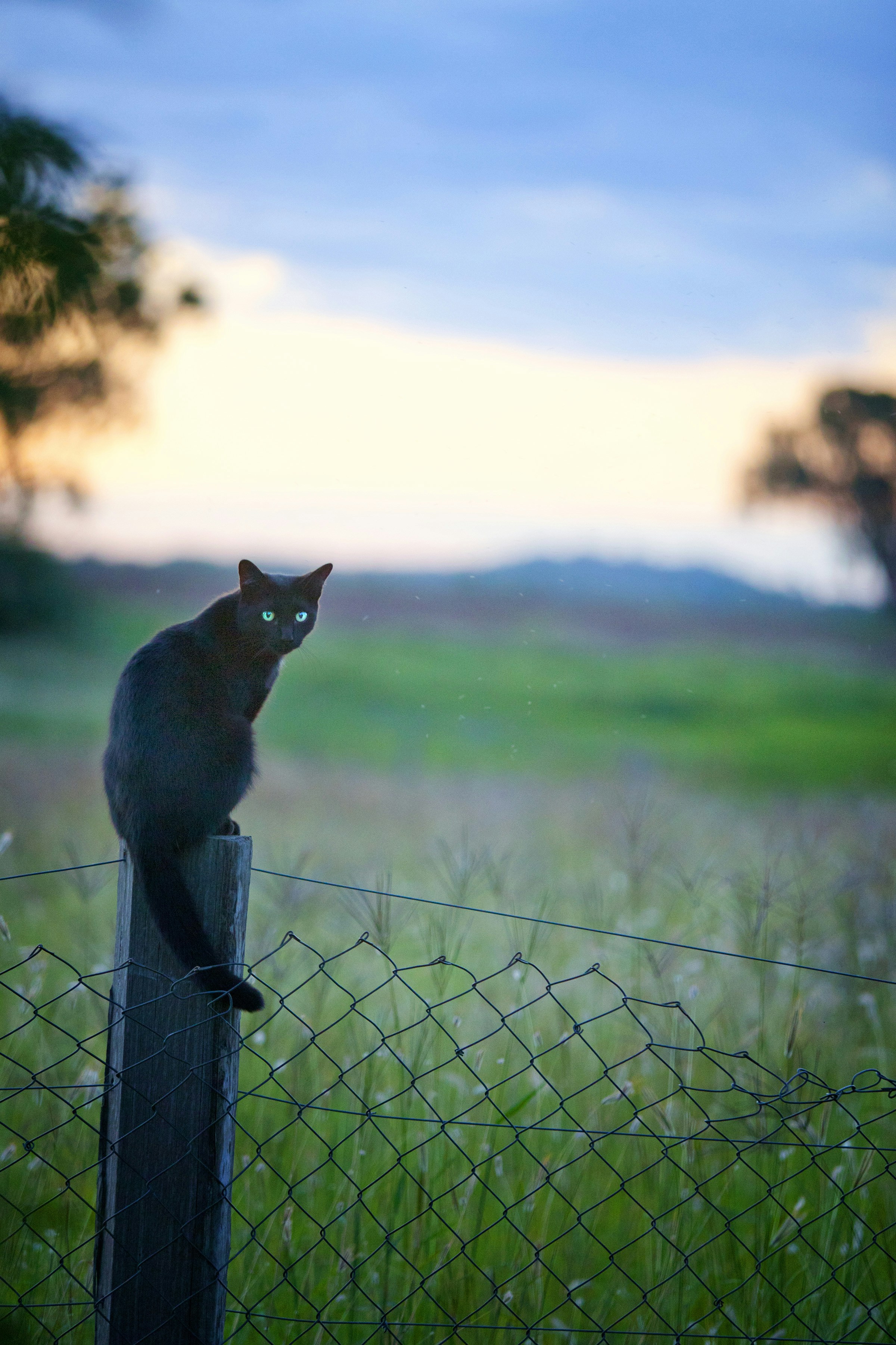 Midfield Sentinel: A Black Cat Perches on a Fence Post at Dusk