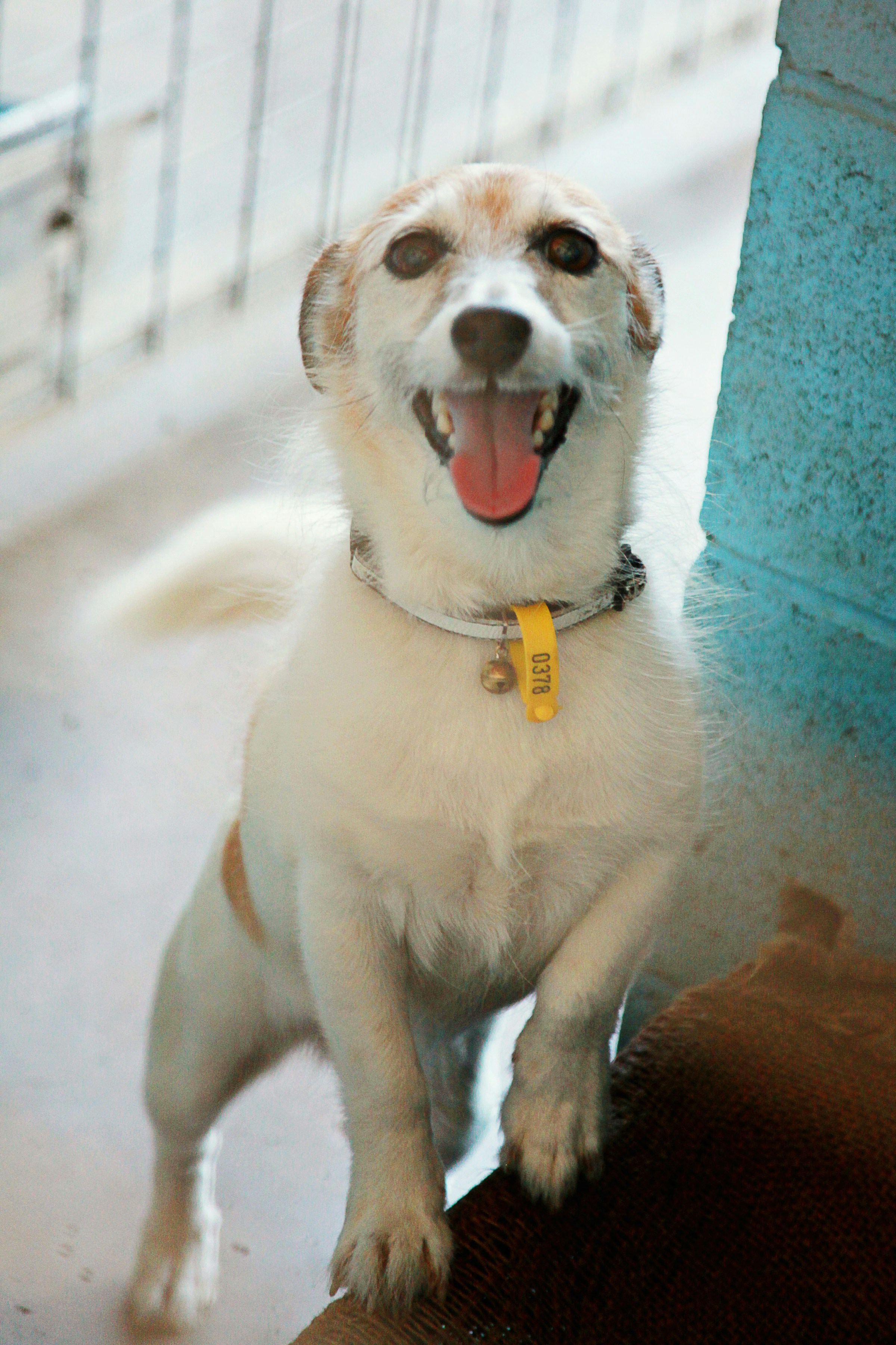 Joyful Canine Companion at Play
