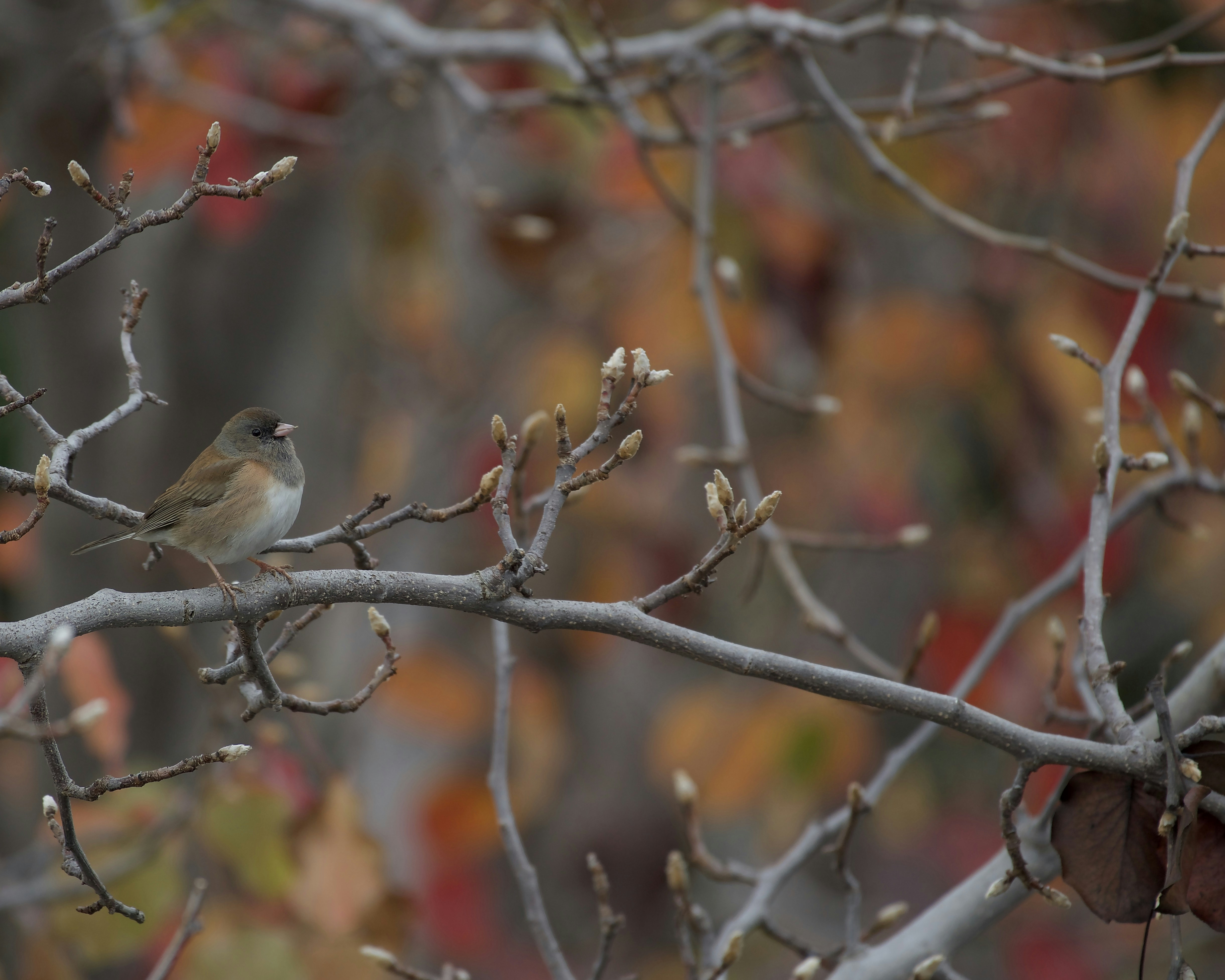 Autumn Ember: A Sparrow Perched Among Fading Branches