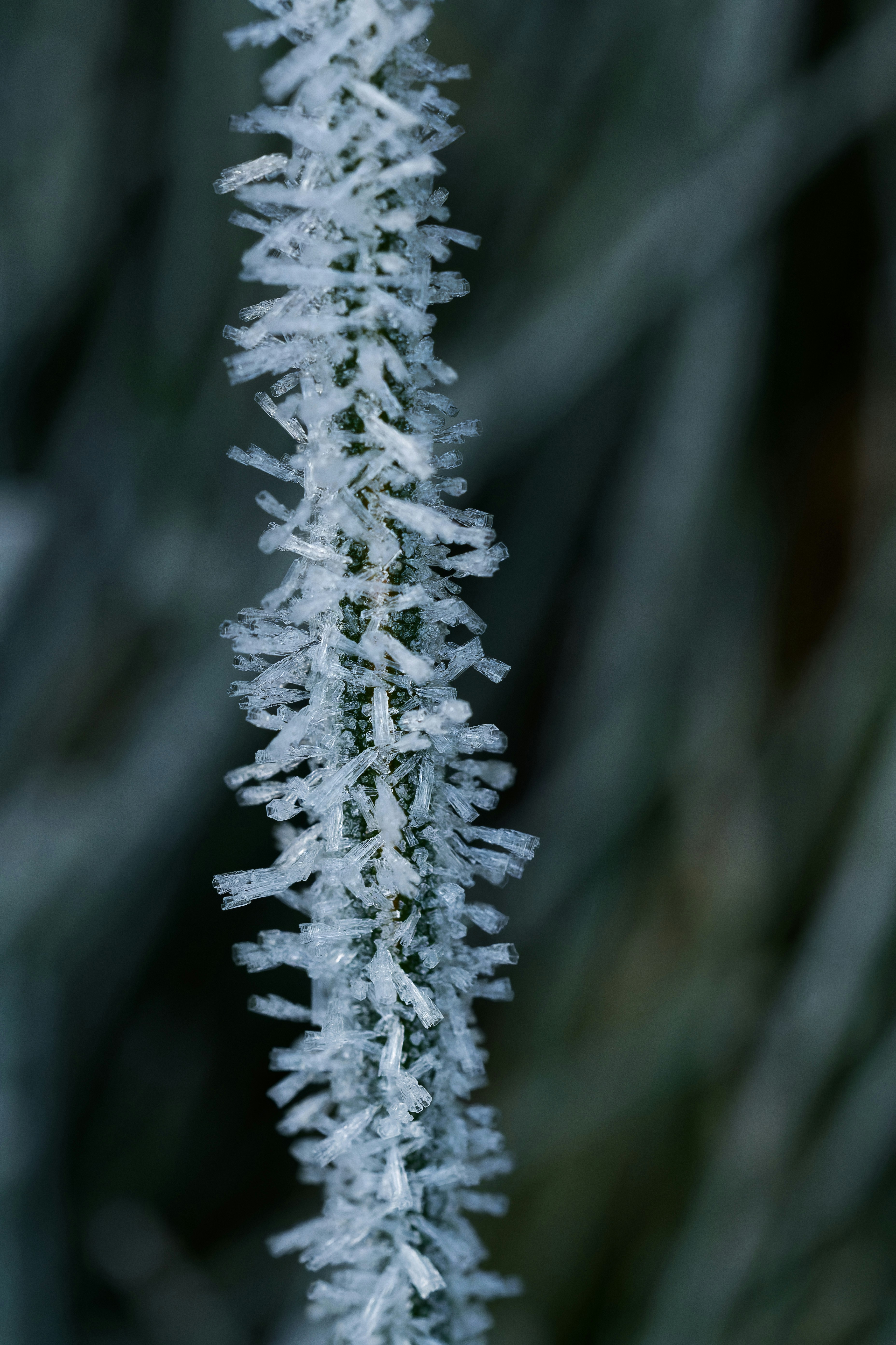 a close up of a plant with snow on it
