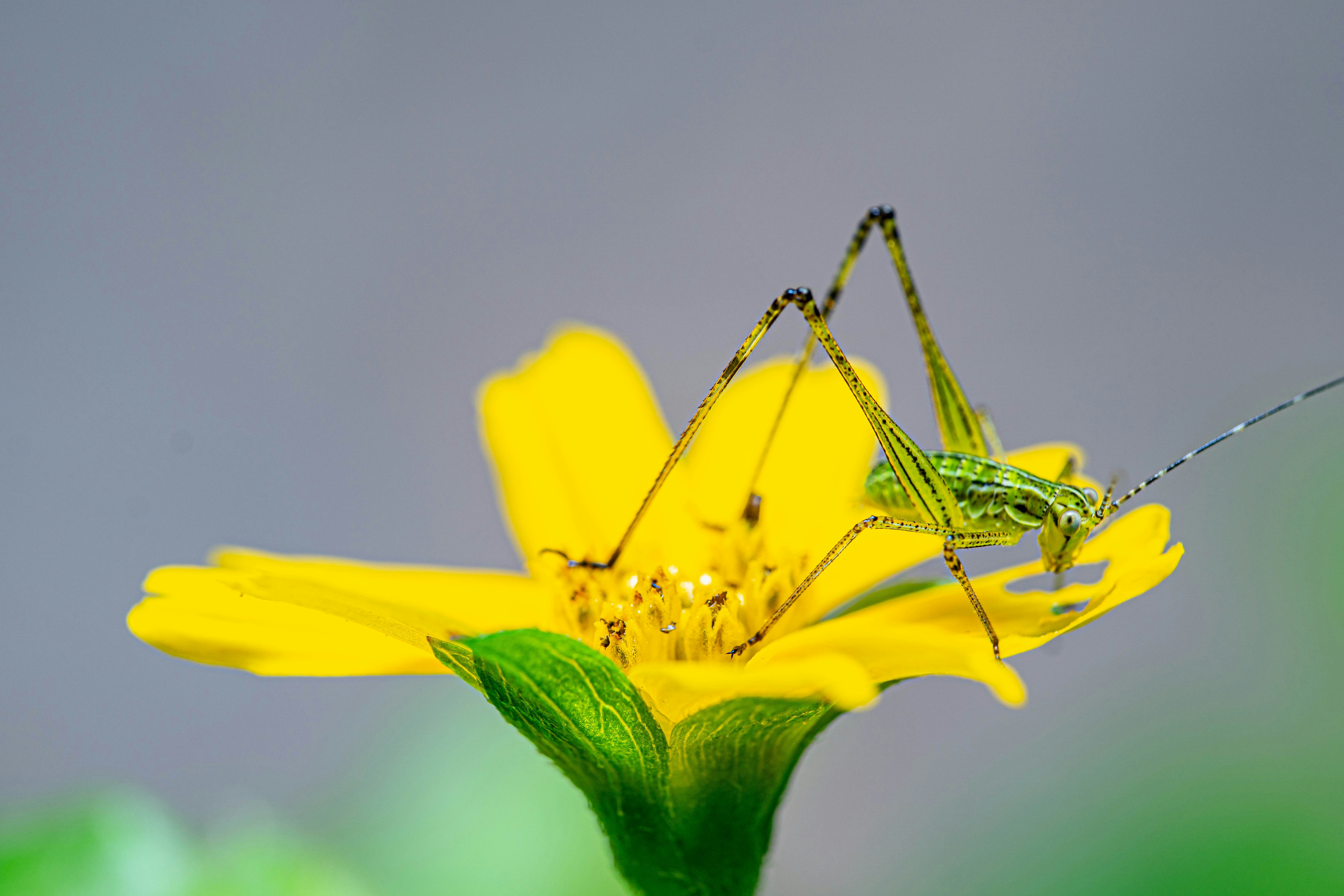 Close-up bush cricket on yellow flower