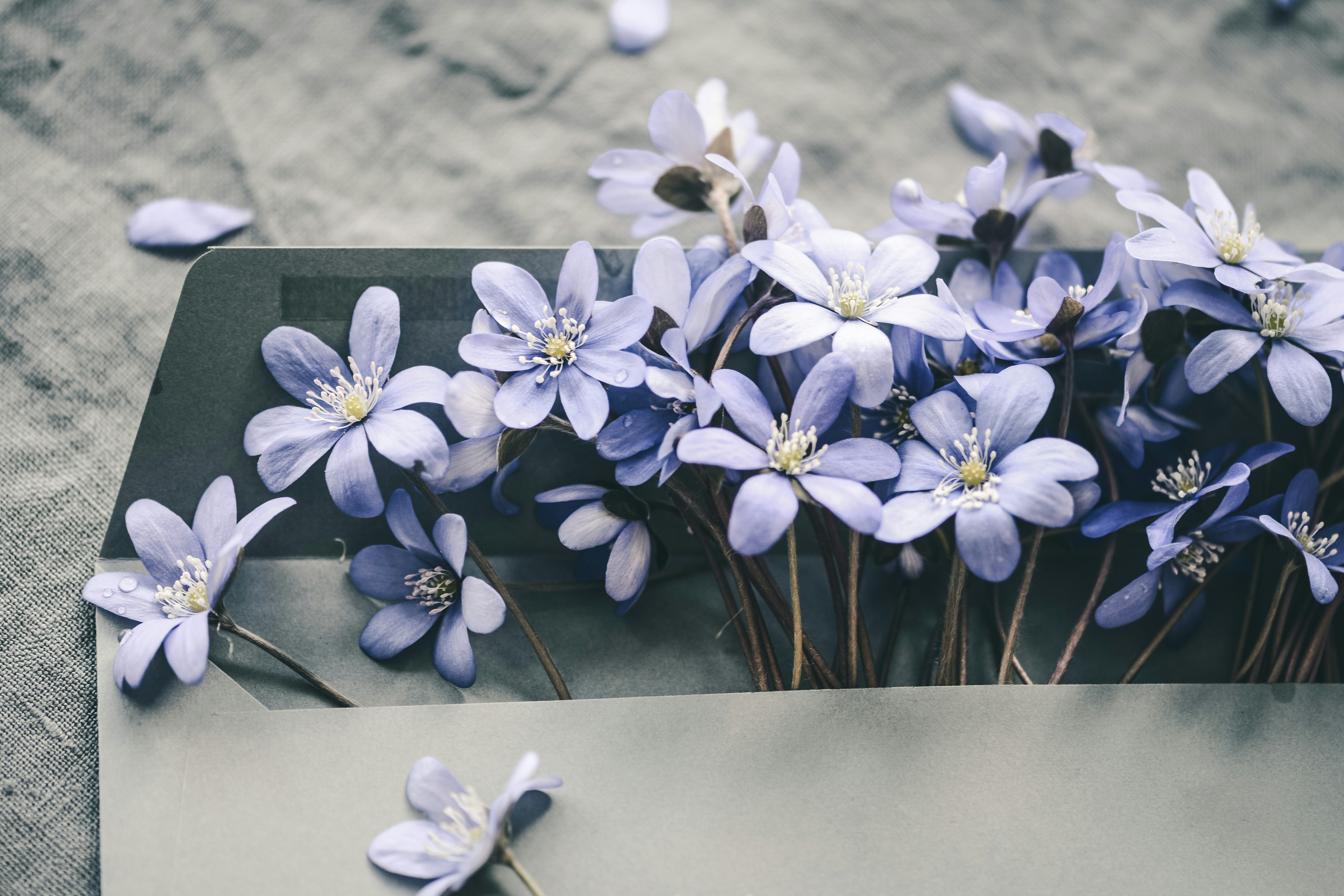 Lavender Bloom spilled from a vintage envelope